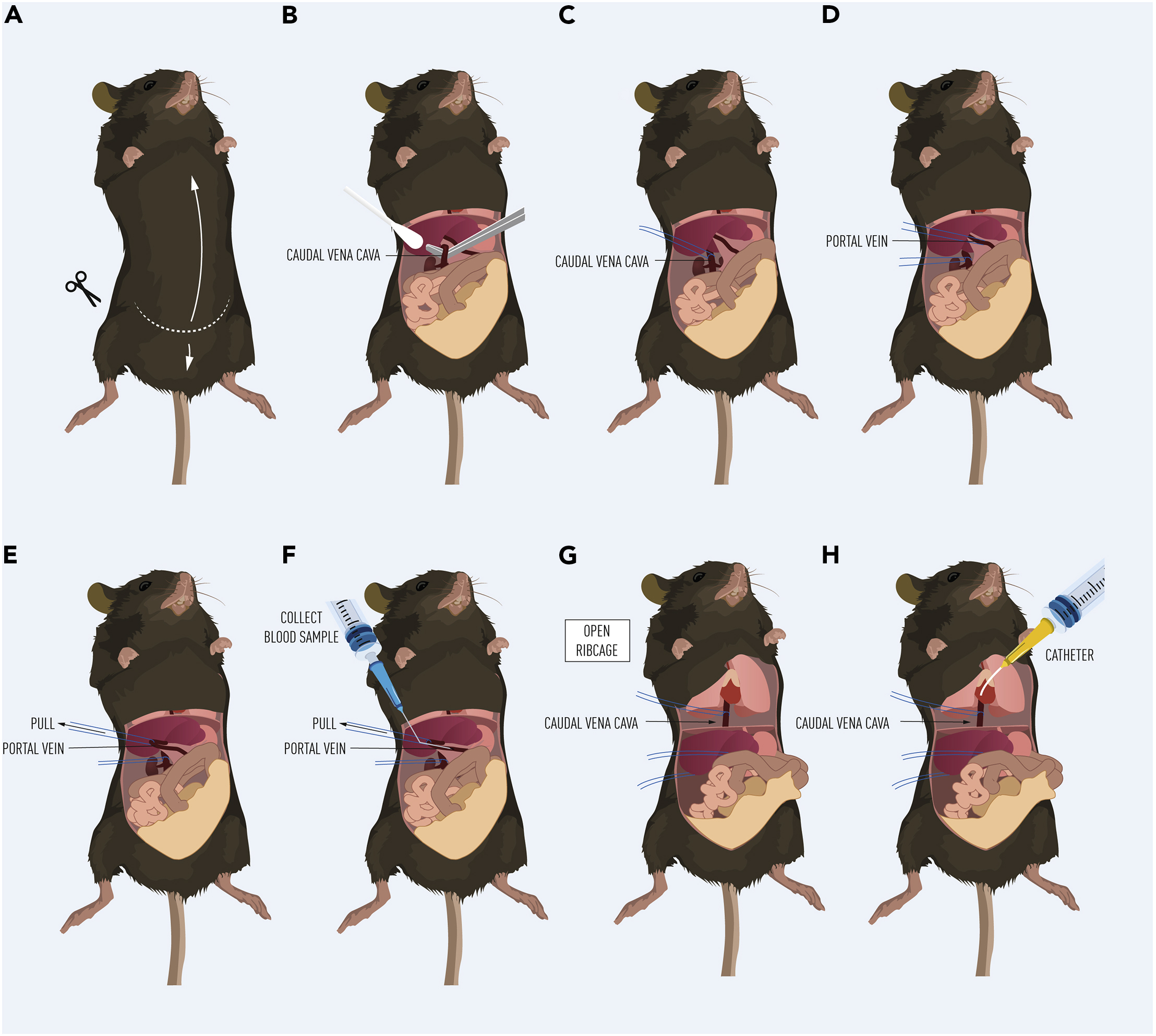 Cell Press: STAR Protocols