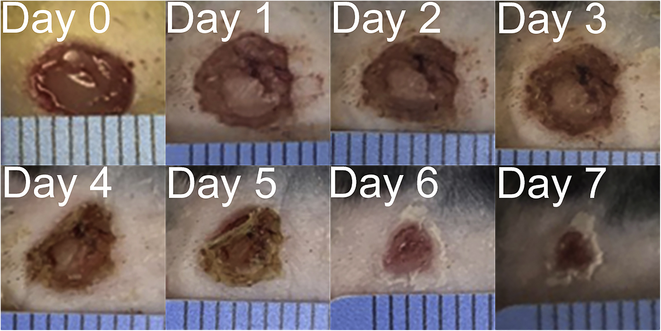 Cell Press: STAR Protocols