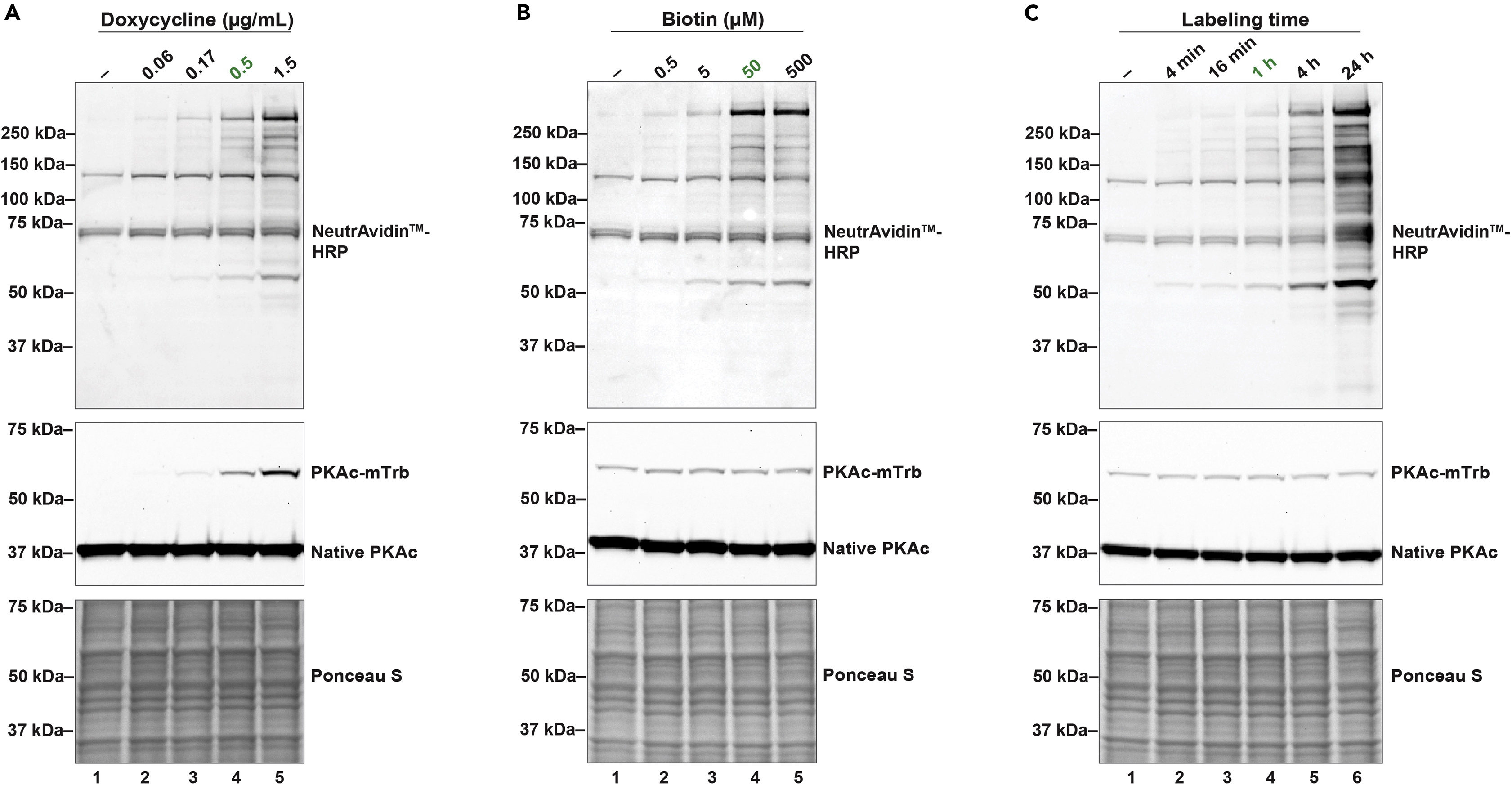 Cell Press: STAR Protocols