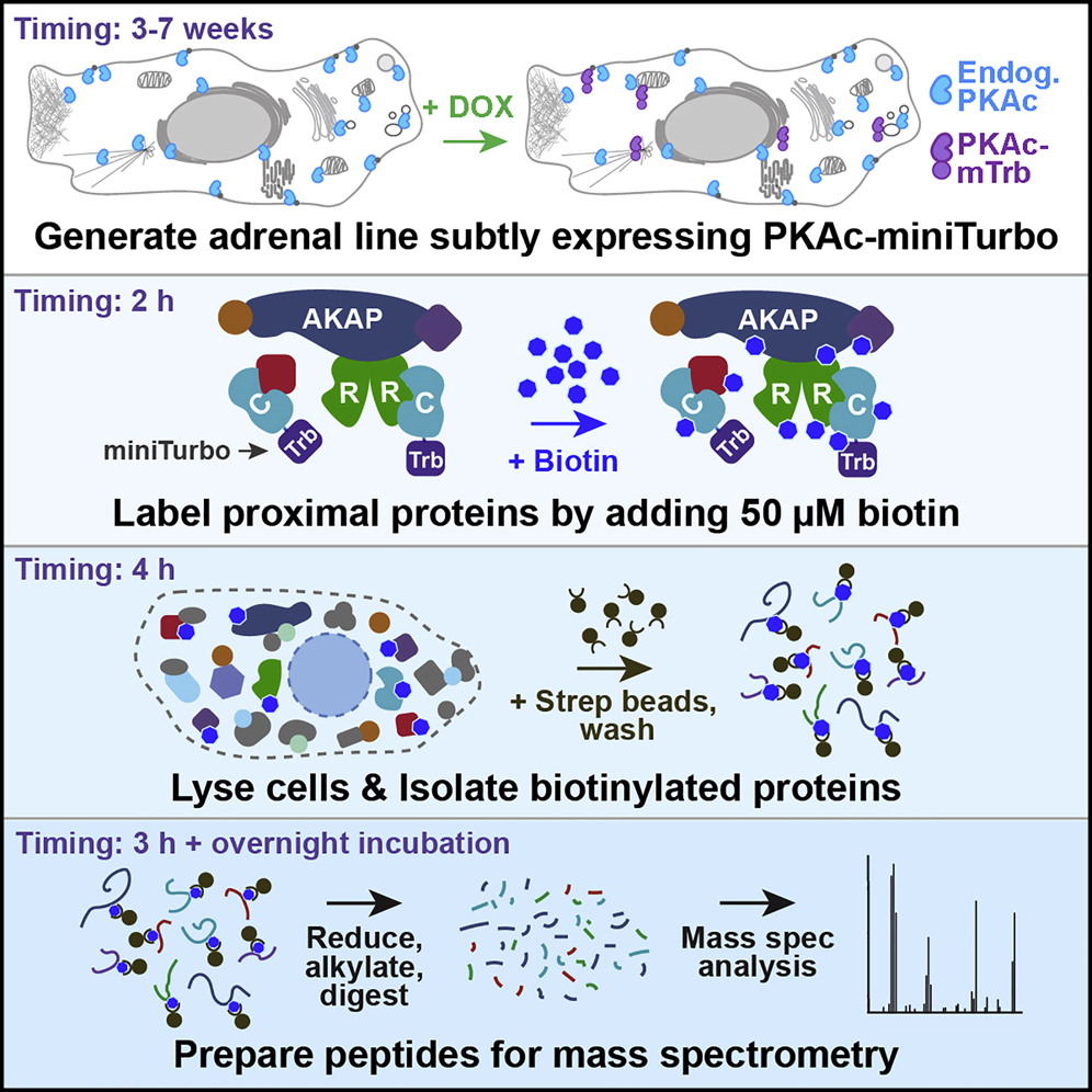 Cell Press Star Protocols