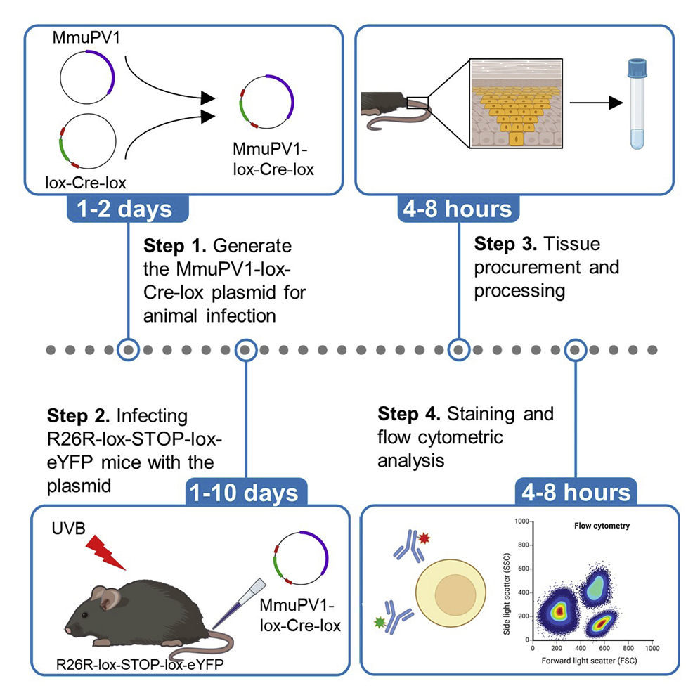 Cell Press: STAR Protocols