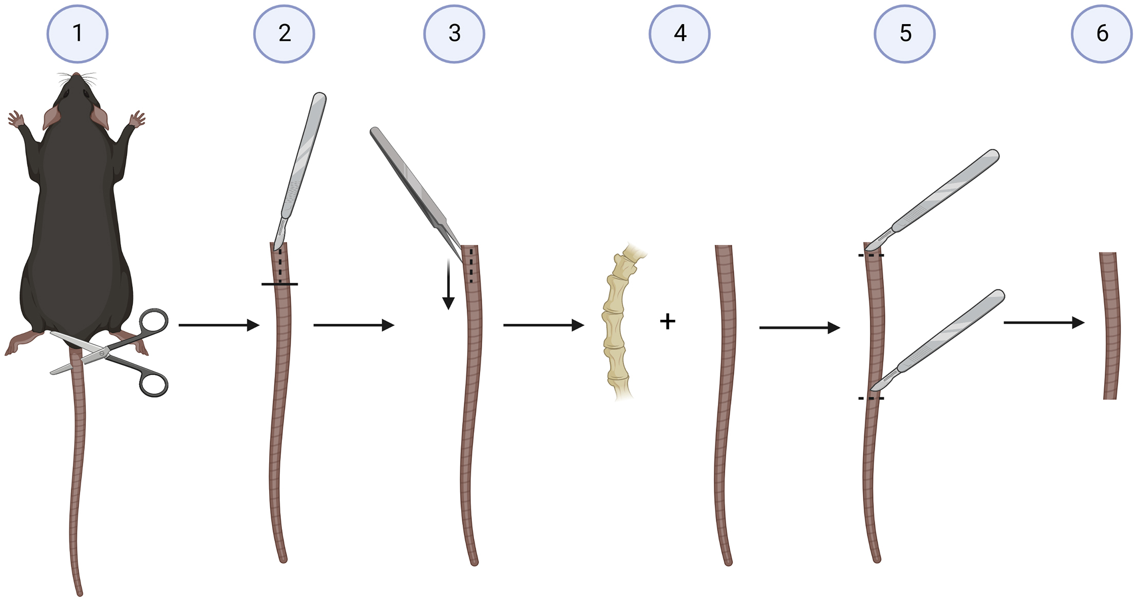 Cell Press: STAR Protocols
