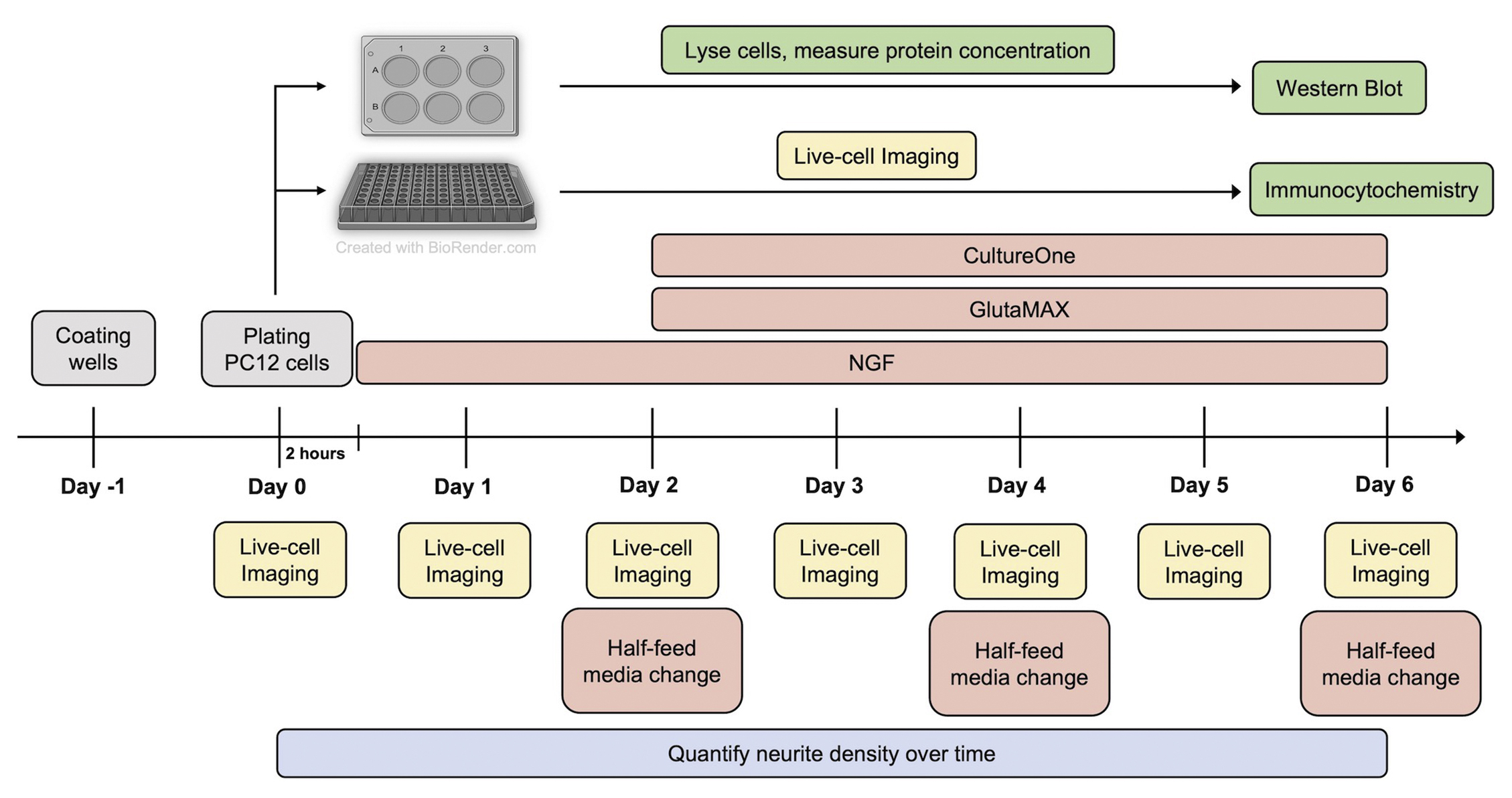 Cell Press: STAR Protocols