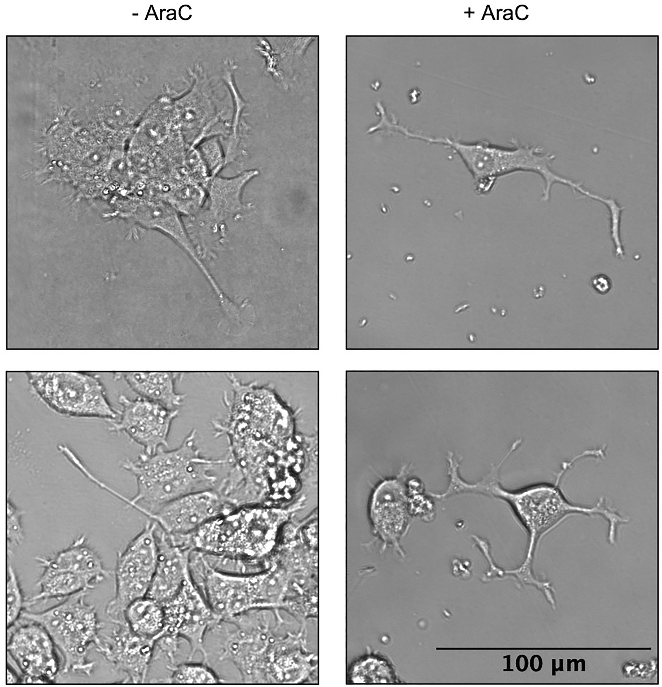 Cell Press: STAR Protocols