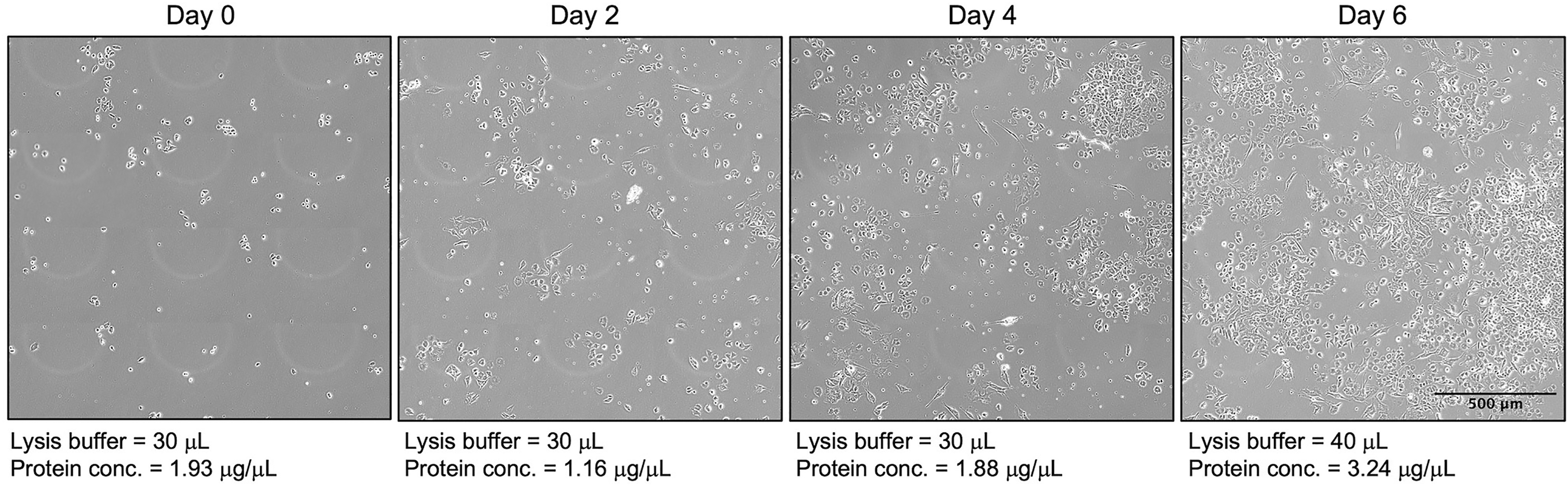 Cell Press: STAR Protocols