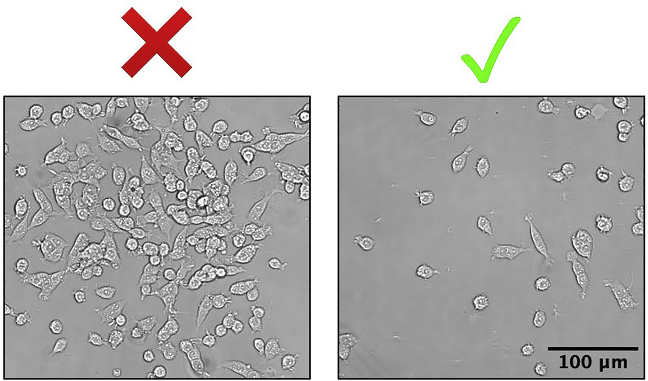 Cell Press: STAR Protocols