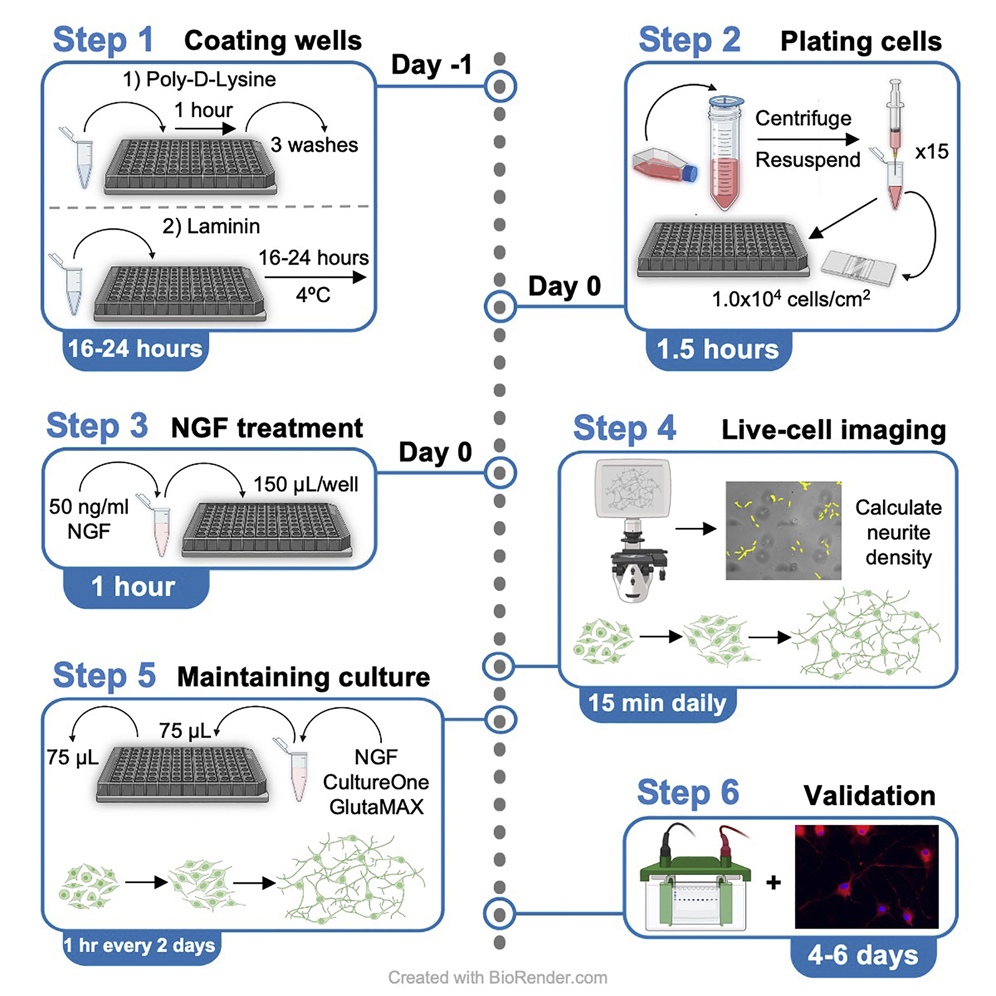 Cell Press: STAR Protocols