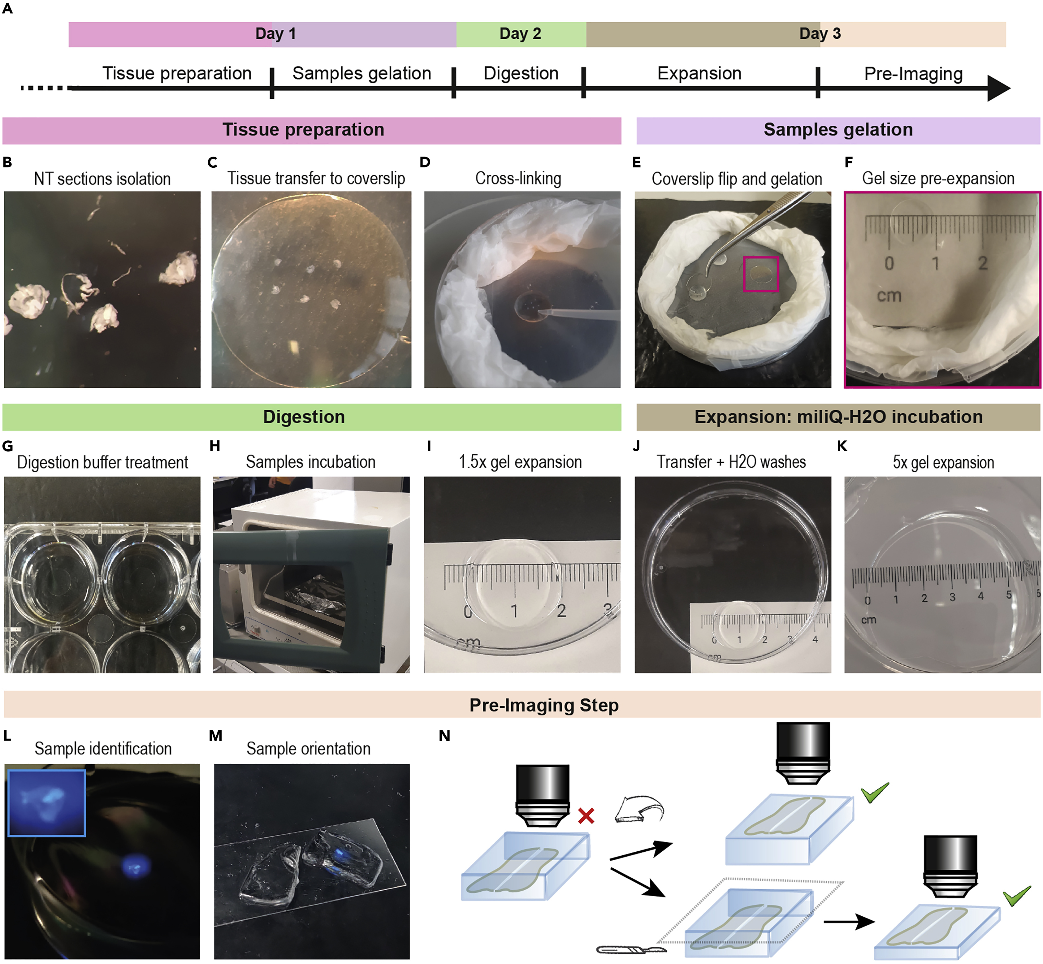 Cell Press: STAR Protocols
