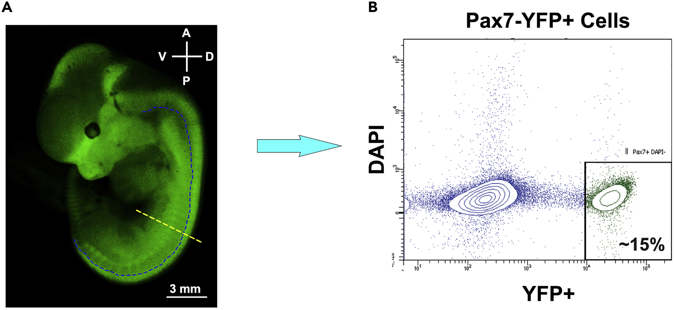 Cell Press: STAR Protocols