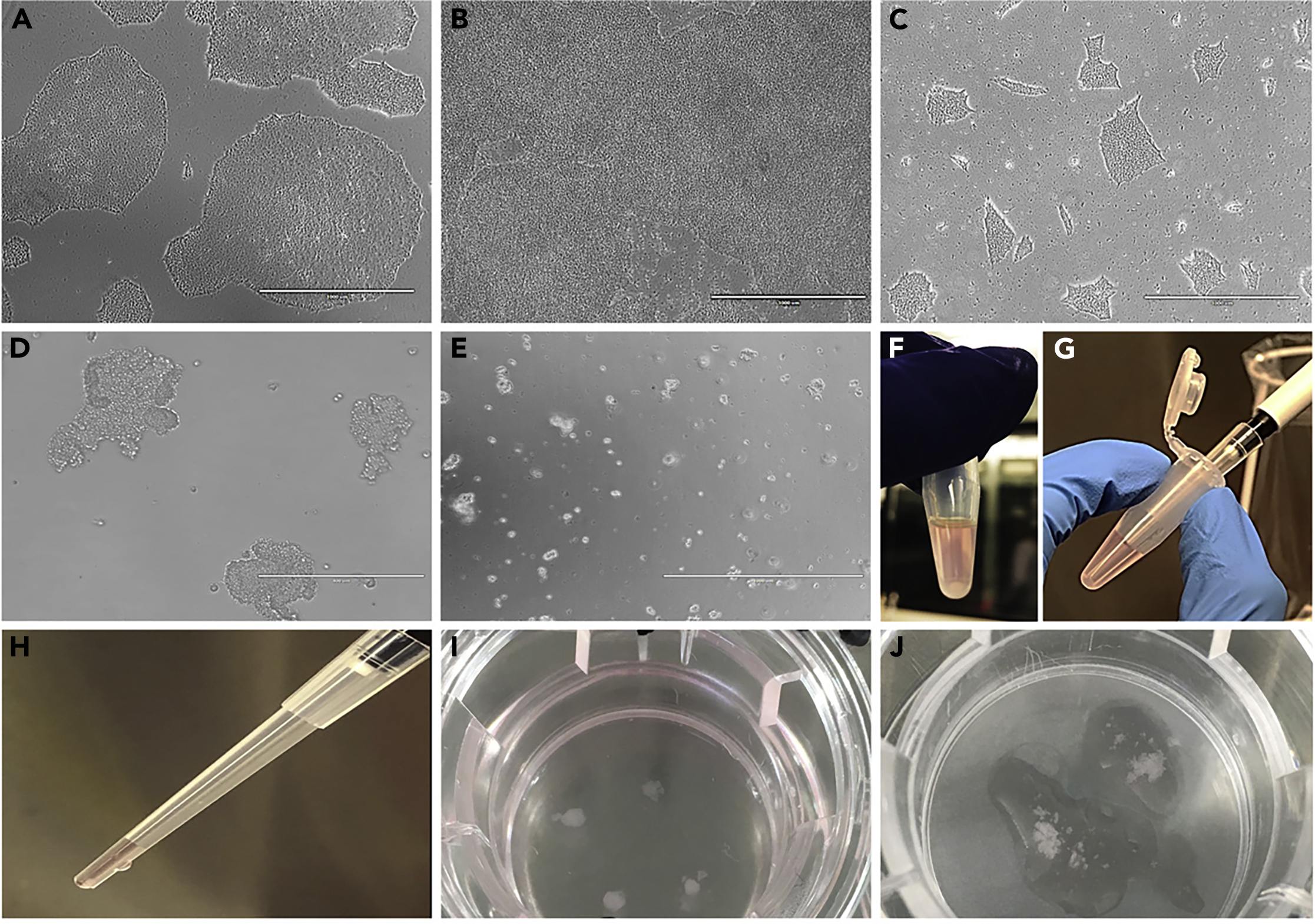 Cell Press: STAR Protocols