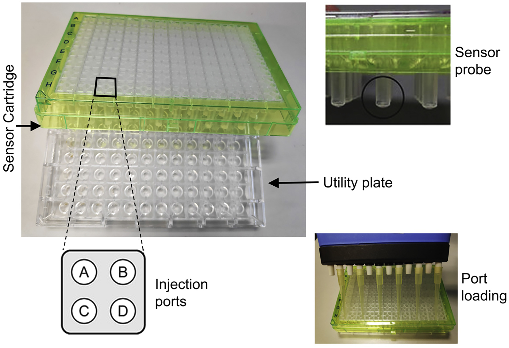 Cell Press: STAR Protocols