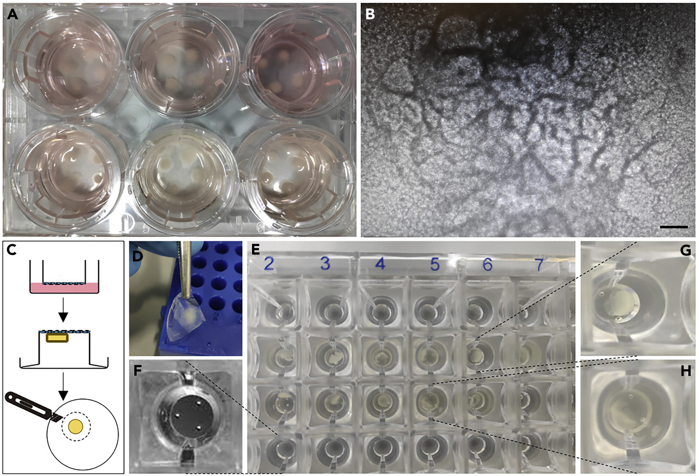 Cell Press: STAR Protocols
