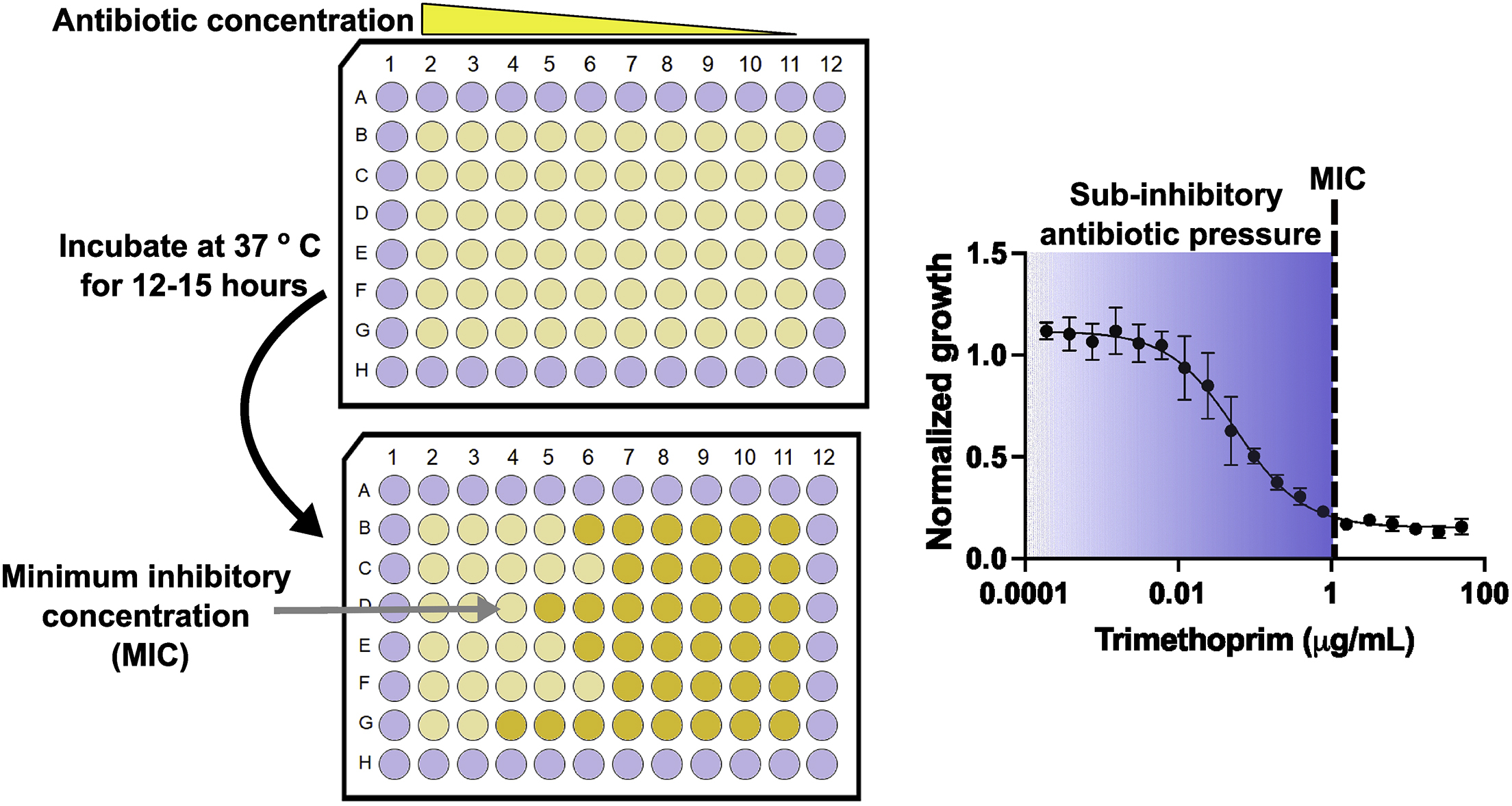 Cell Press: STAR Protocols