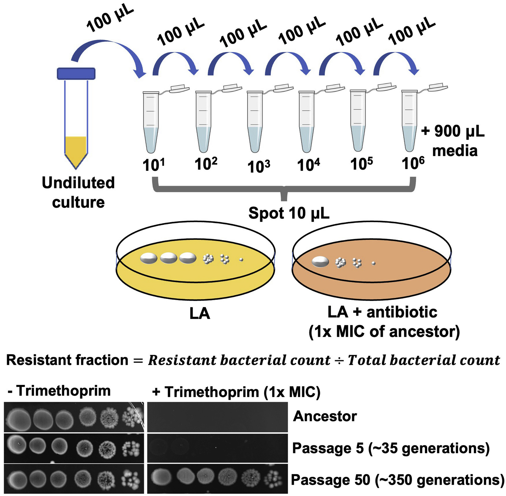 Cell Press: STAR Protocols