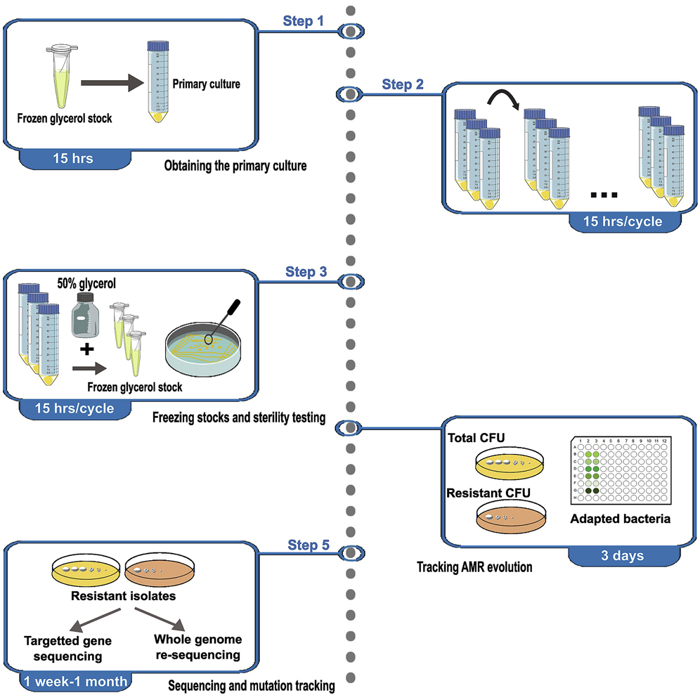Cell Press: STAR Protocols