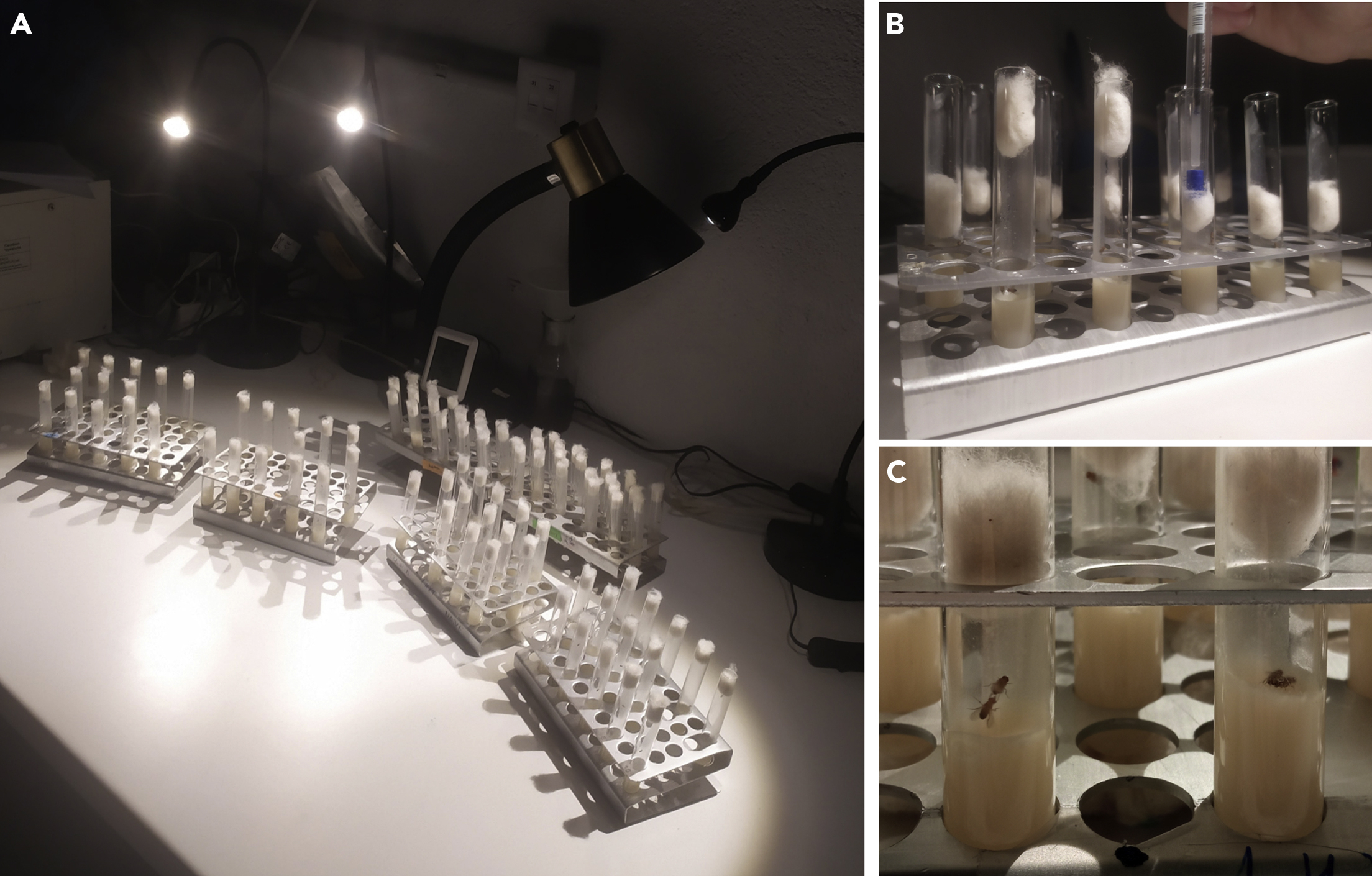 Cell Press: STAR Protocols