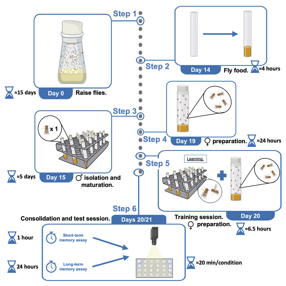 Cell Press: STAR Protocols
