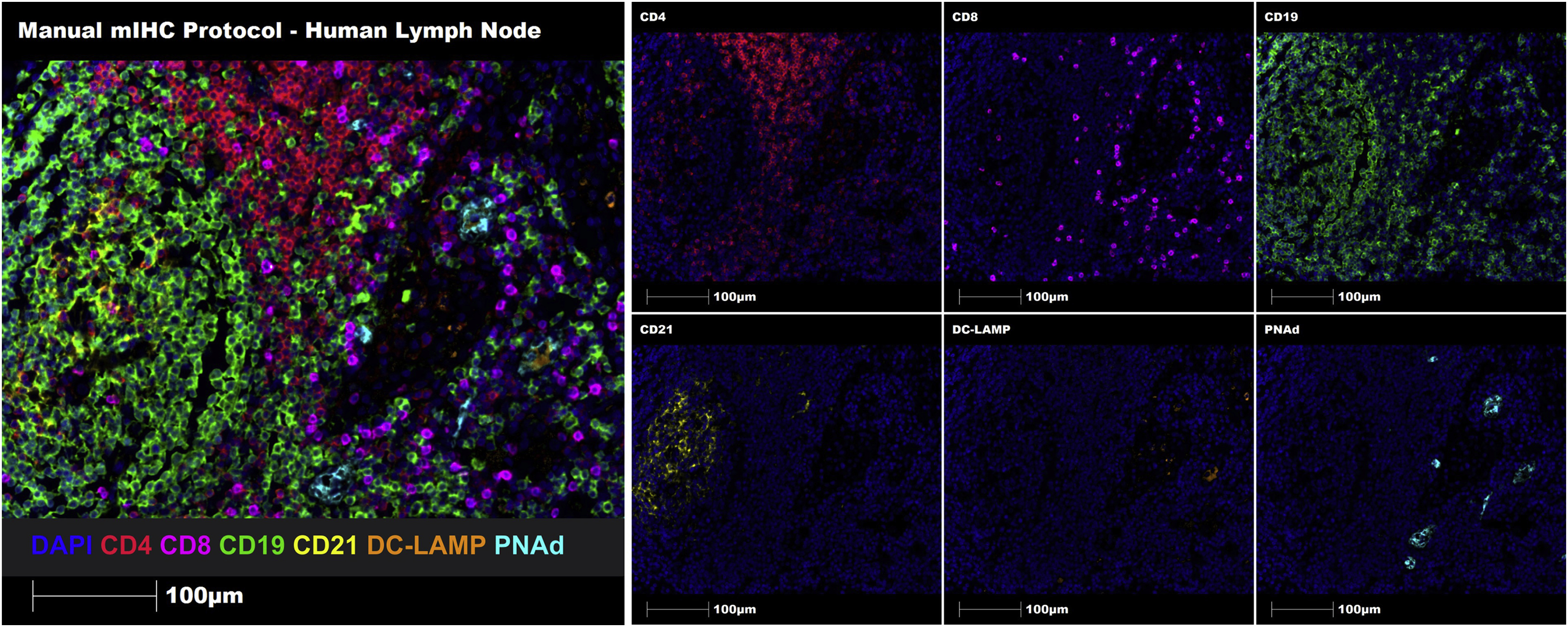 Cell Press: STAR Protocols