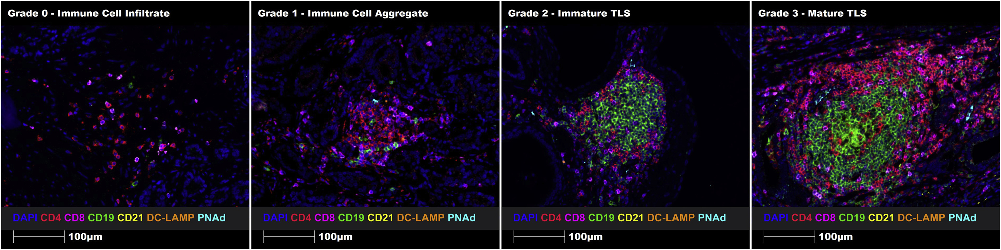 Cell Press: STAR Protocols