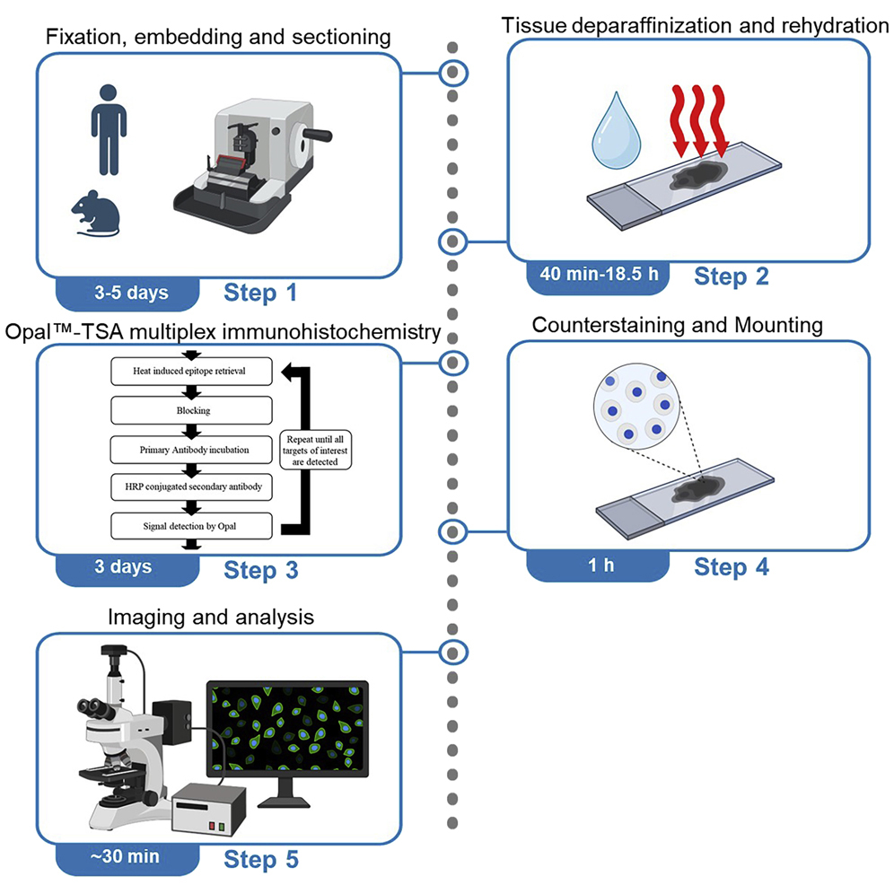 Cell Press: STAR Protocols