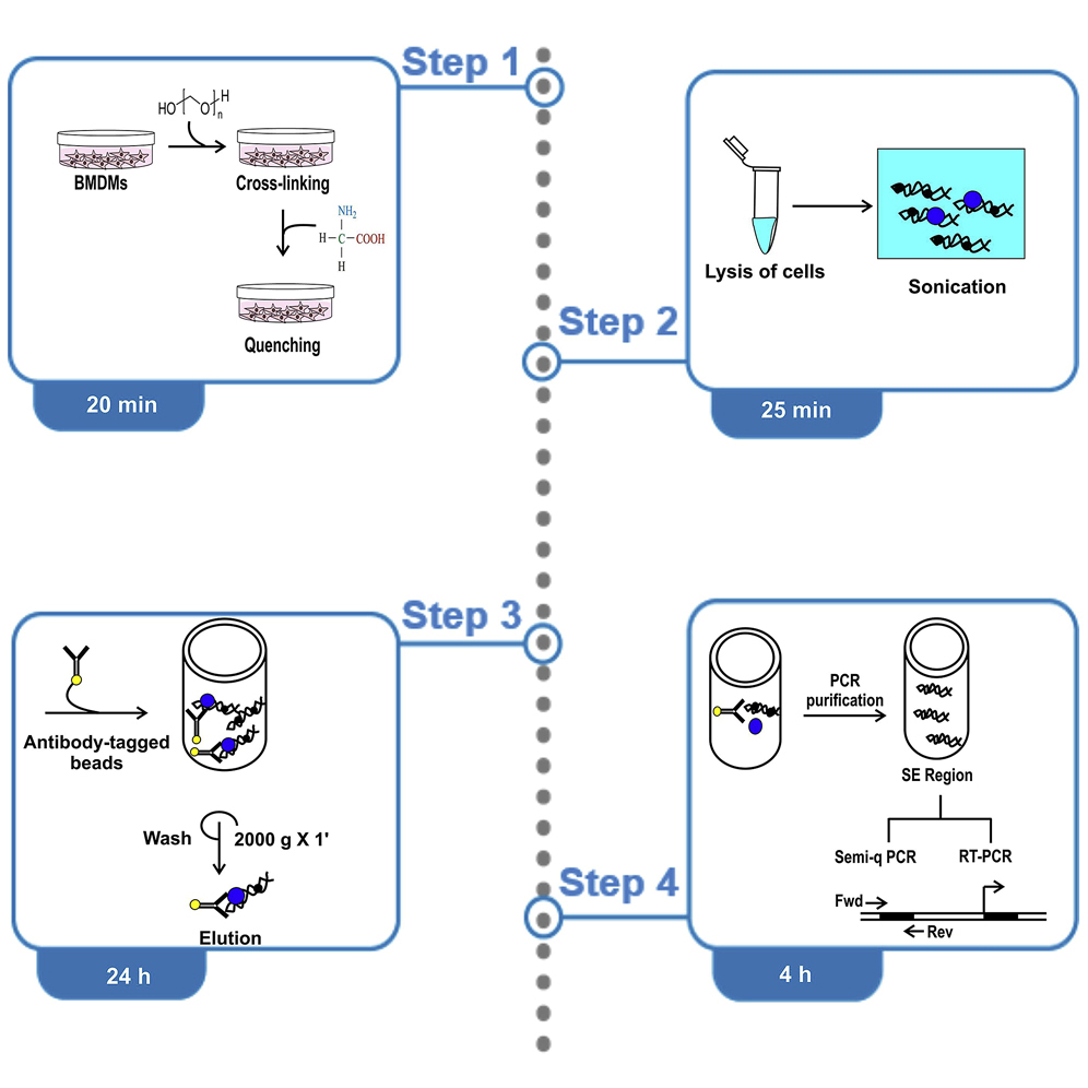 Cell Press: STAR Protocols