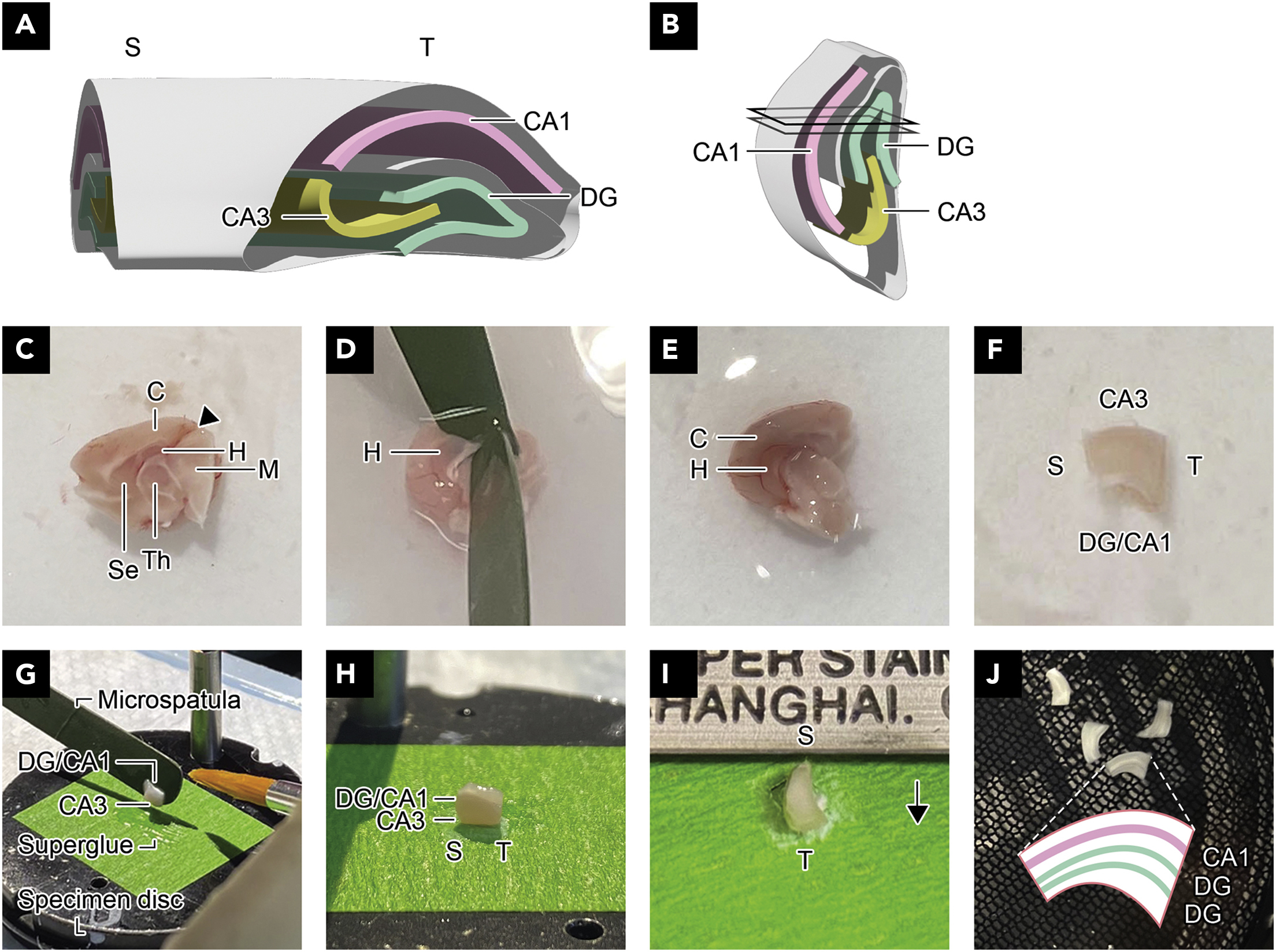 Cell Press: STAR Protocols
