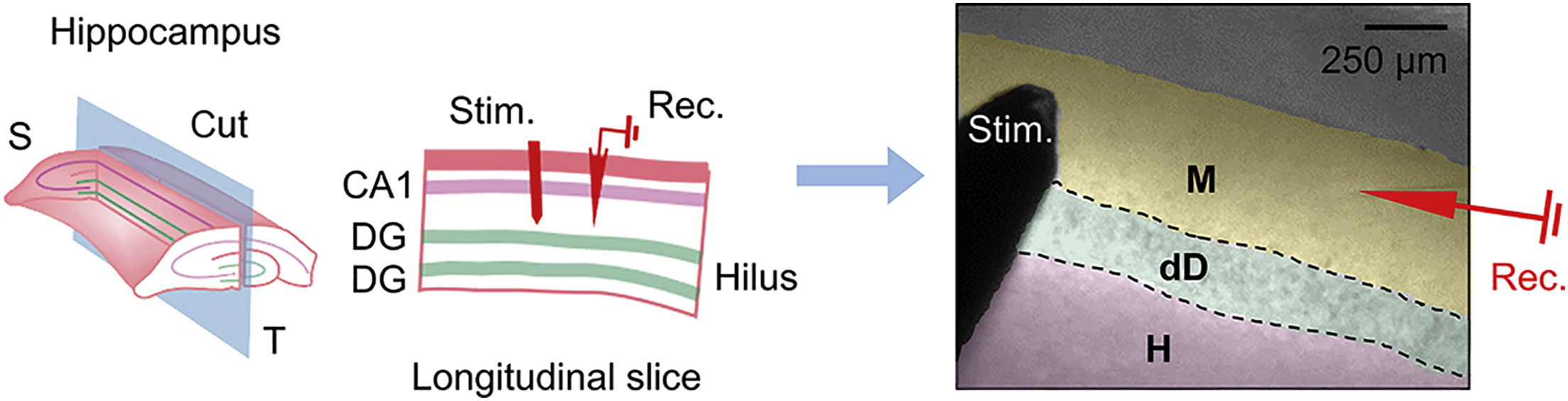 Cell Press: STAR Protocols