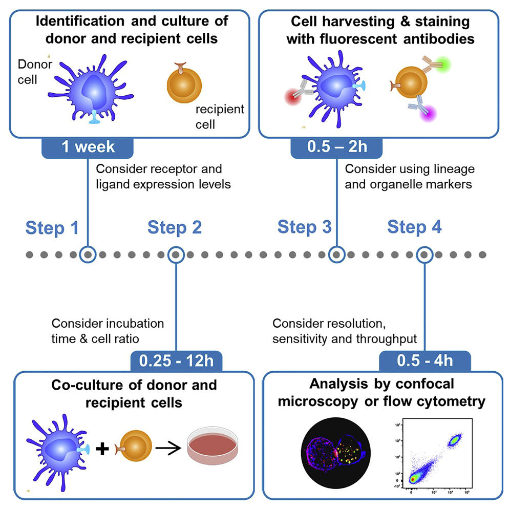 Cell Press: STAR Protocols