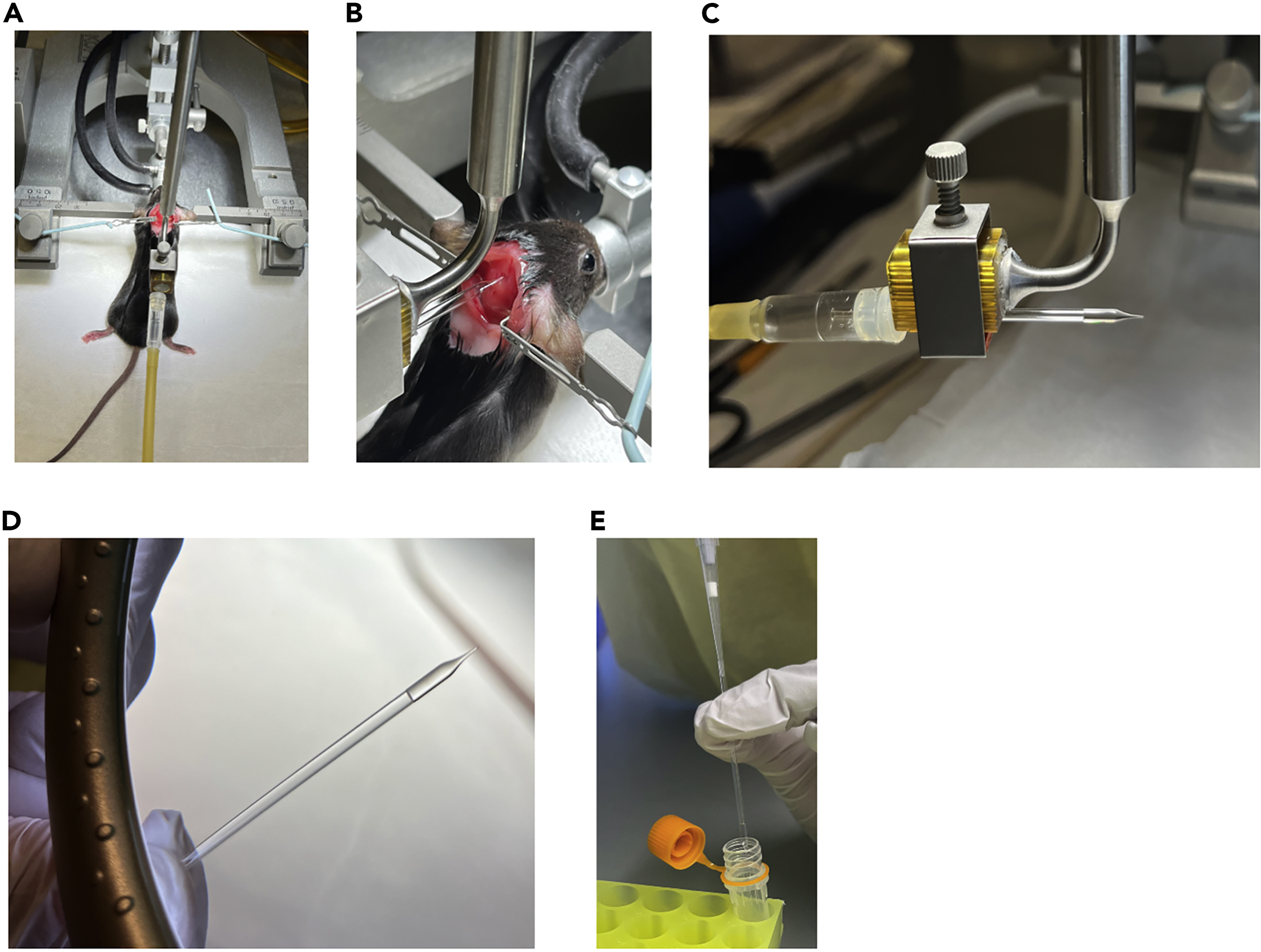 Cell Press: STAR Protocols