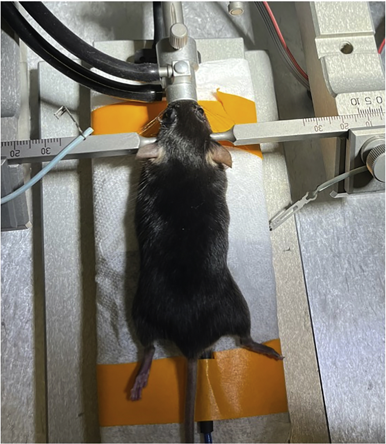 Cell Press: STAR Protocols