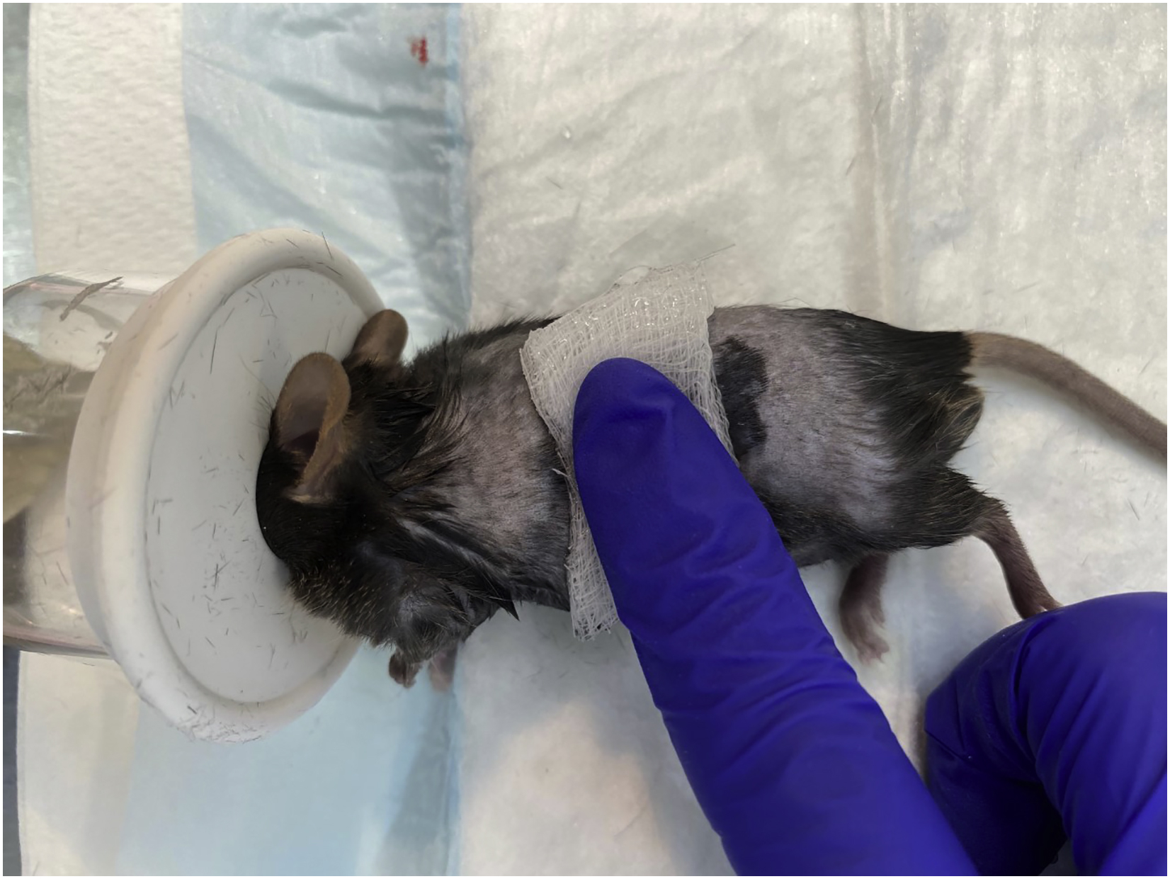 Cell Press: STAR Protocols