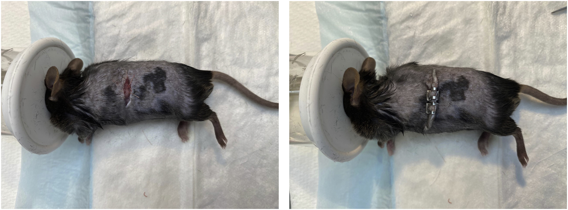 Cell Press: STAR Protocols