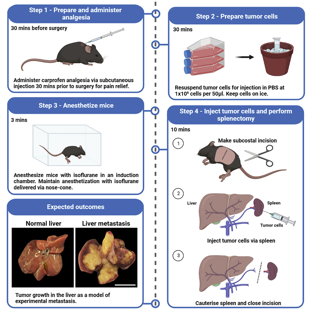 Cell Press: STAR Protocols