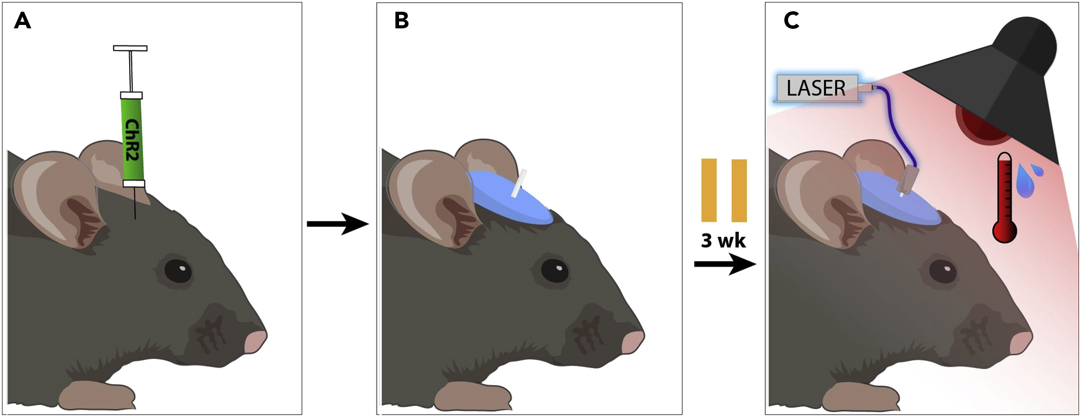 Cell Press: STAR Protocols