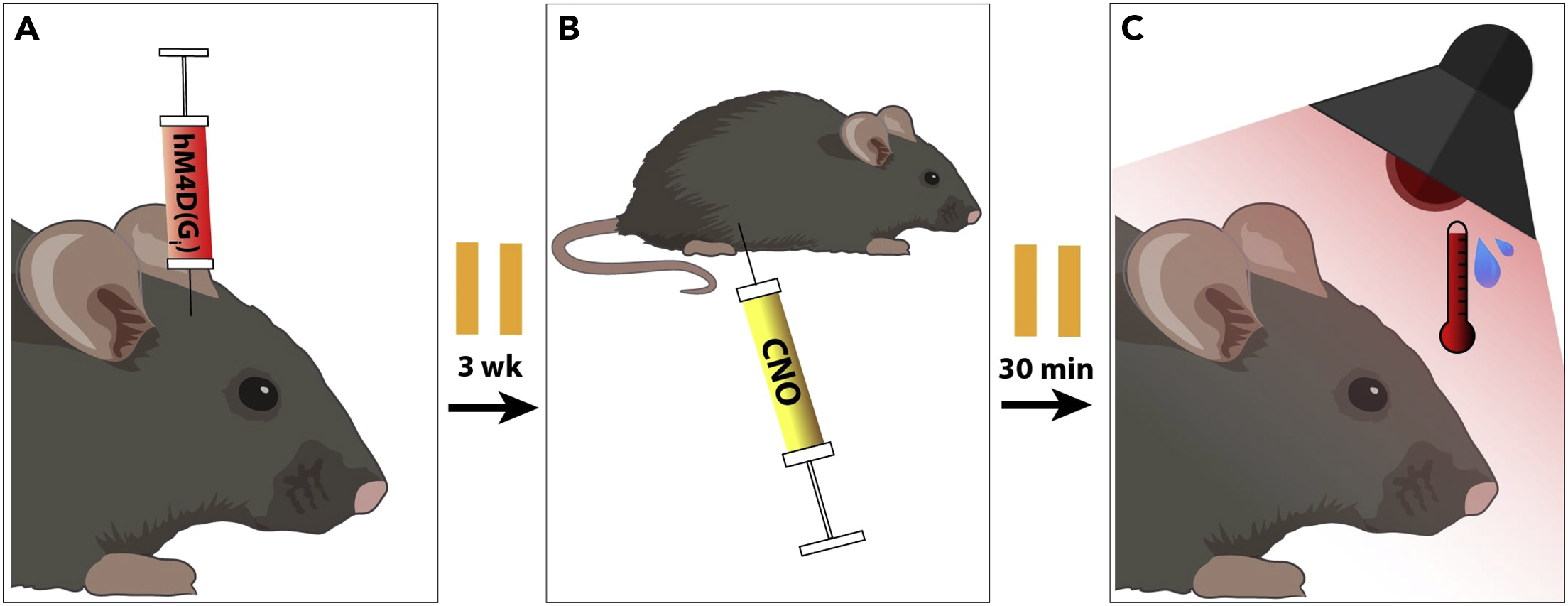 Cell Press: STAR Protocols
