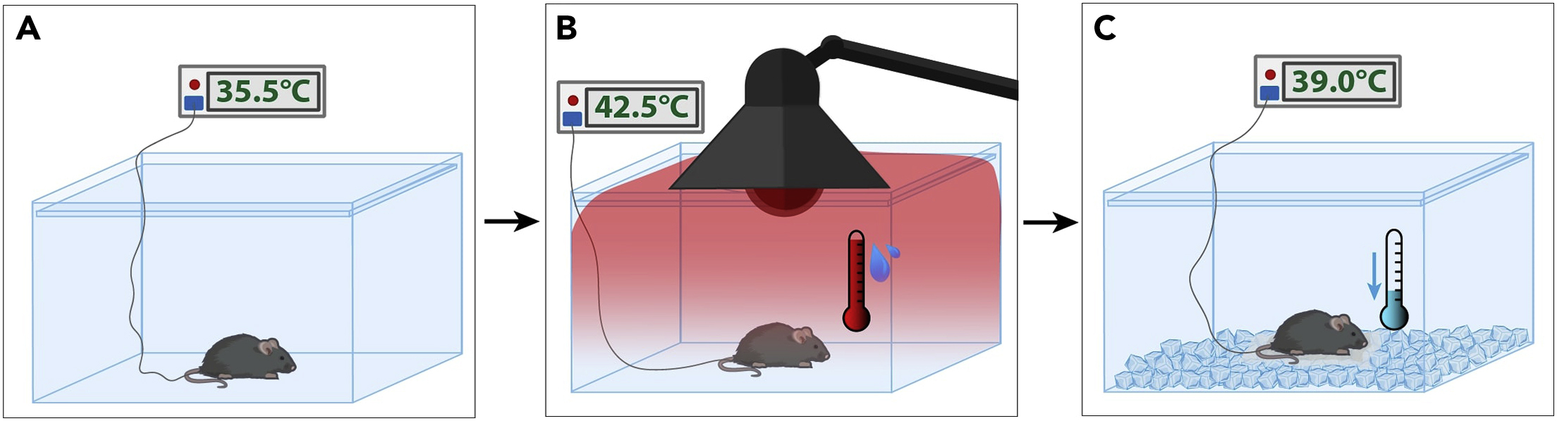 Cell Press: STAR Protocols
