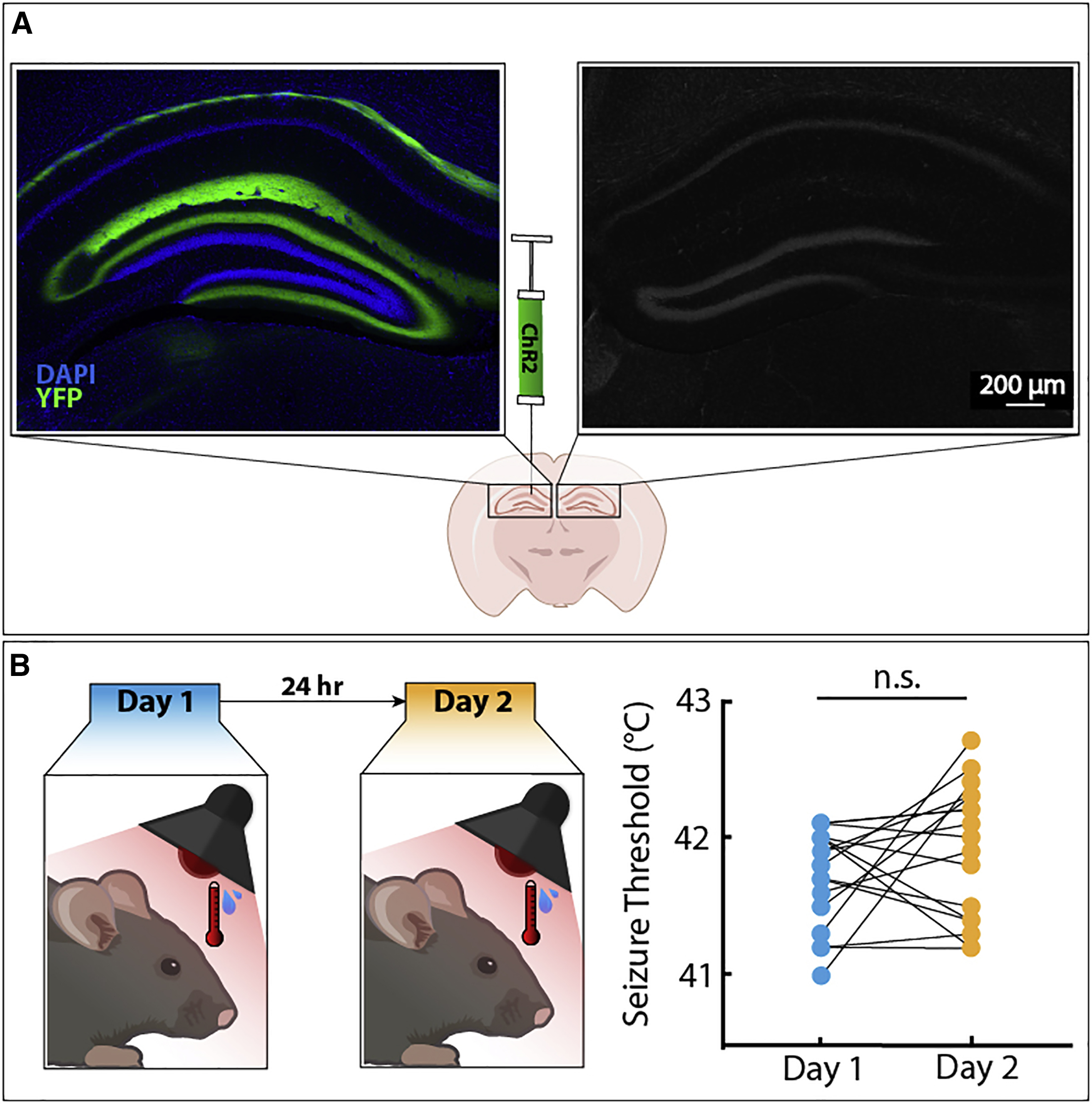 Cell Press: STAR Protocols