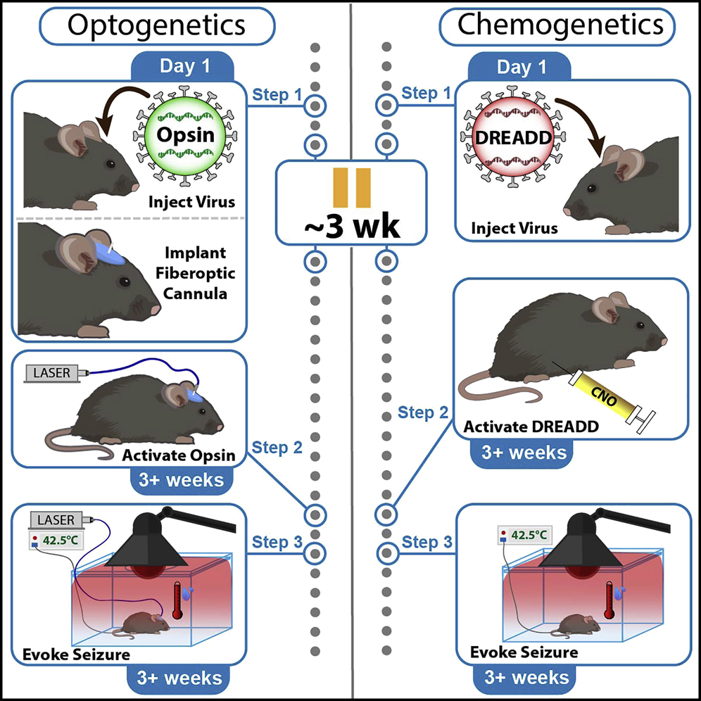 Cell Press: STAR Protocols