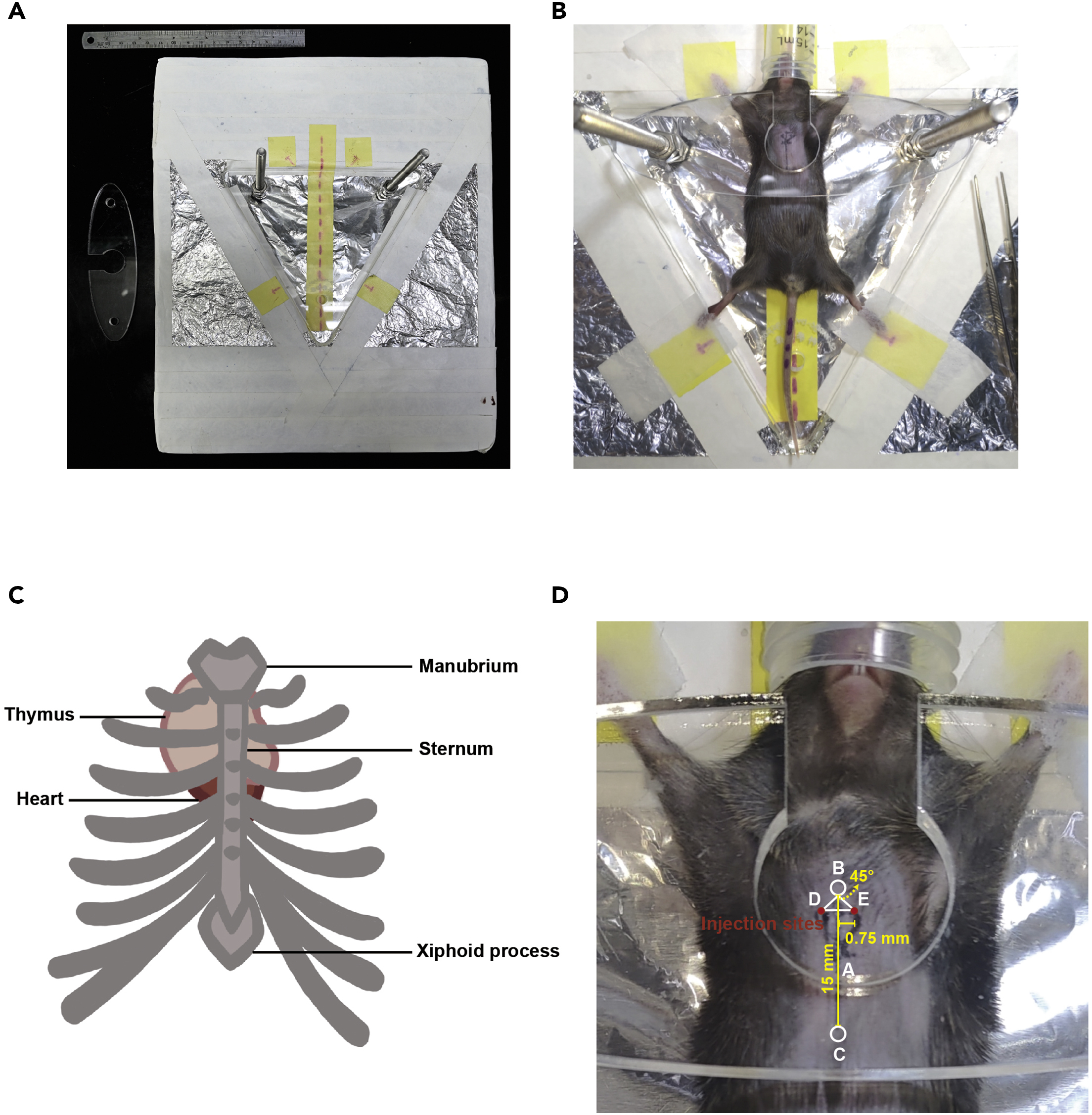 Cell Press: STAR Protocols
