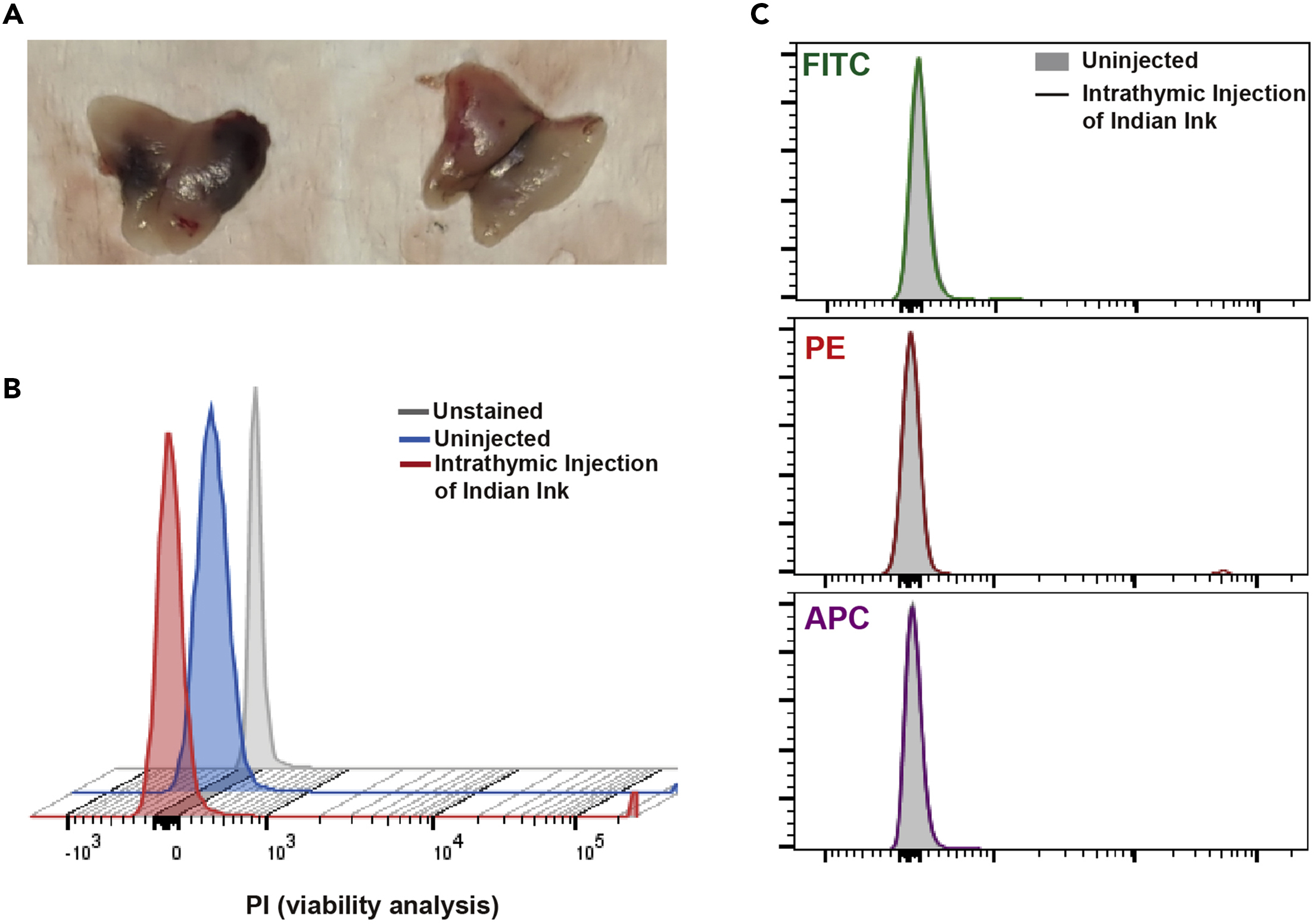 Cell Press: STAR Protocols