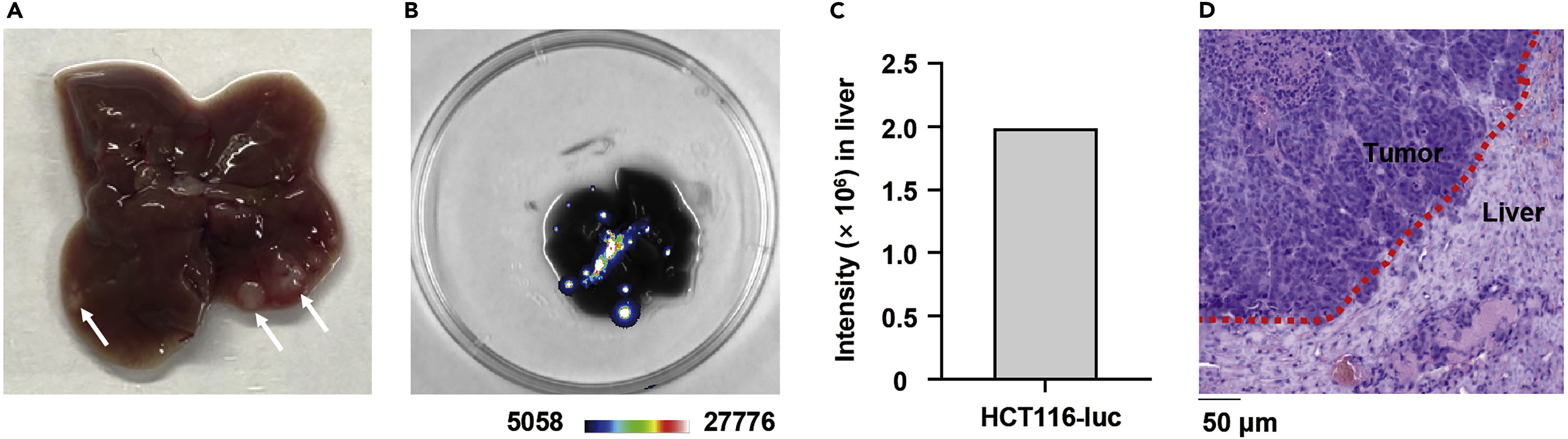 Cell Press: STAR Protocols