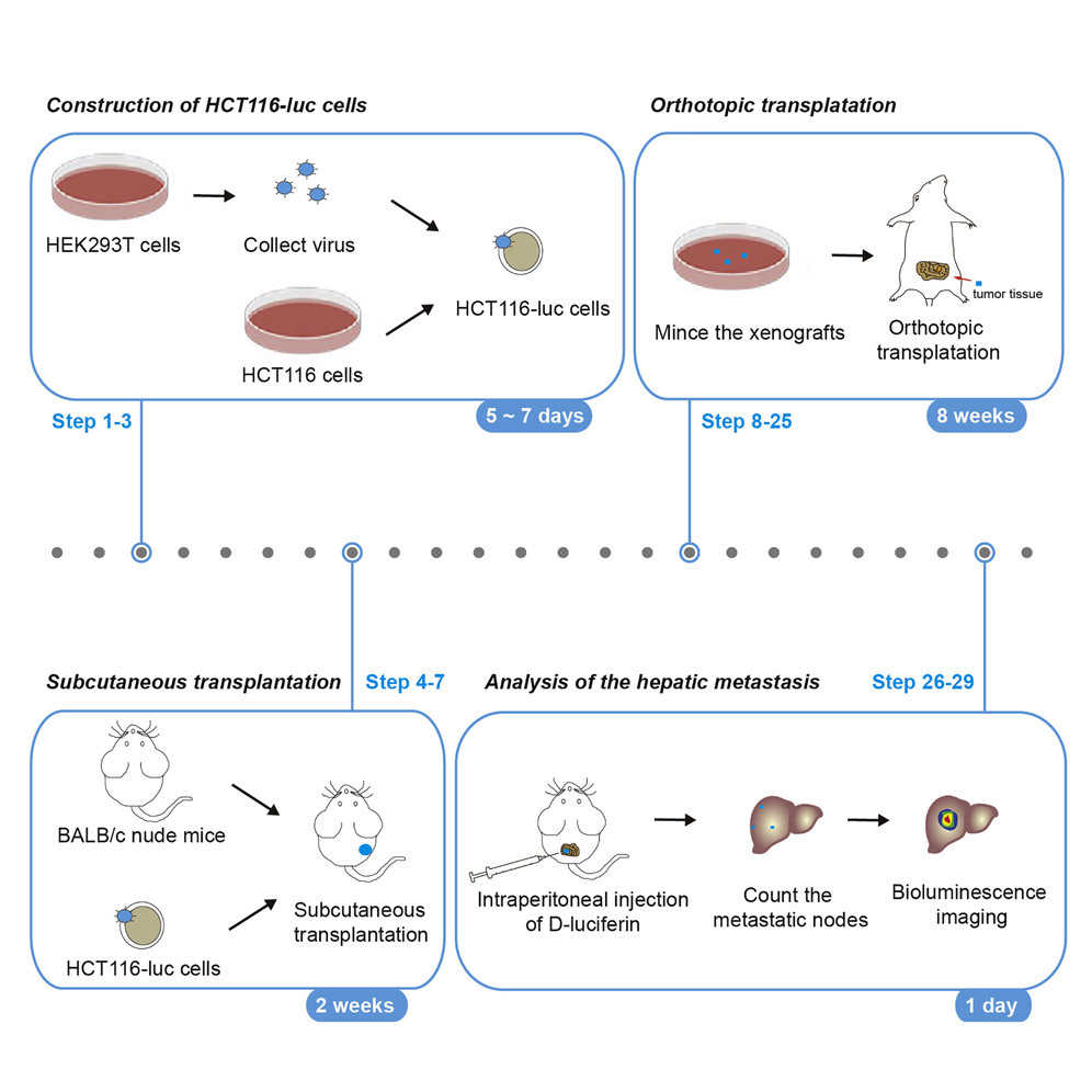 Cell Press: STAR Protocols