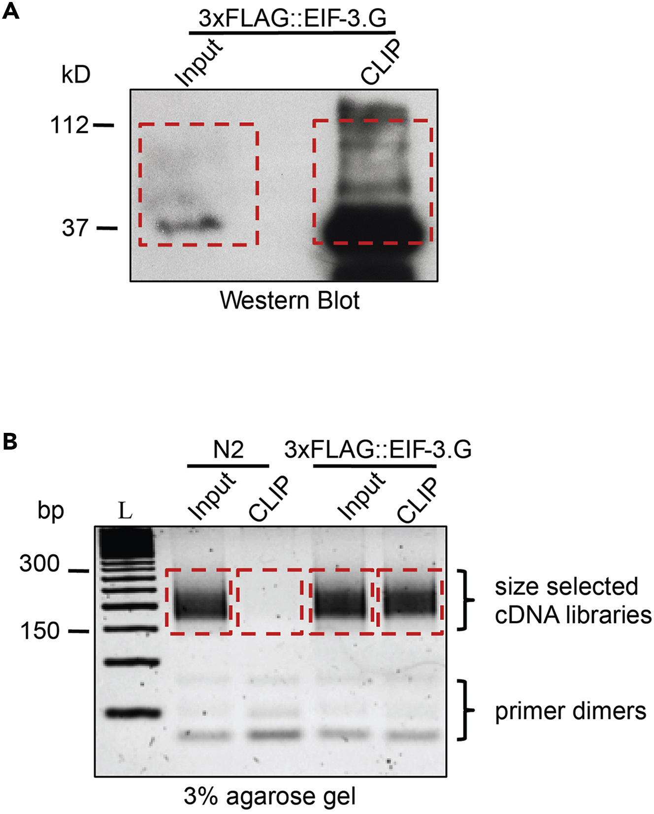 Cell Press: STAR Protocols