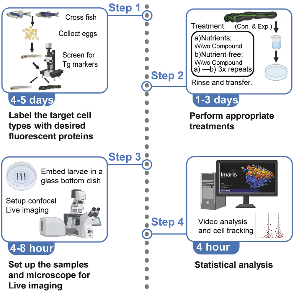 Cell Press: STAR Protocols