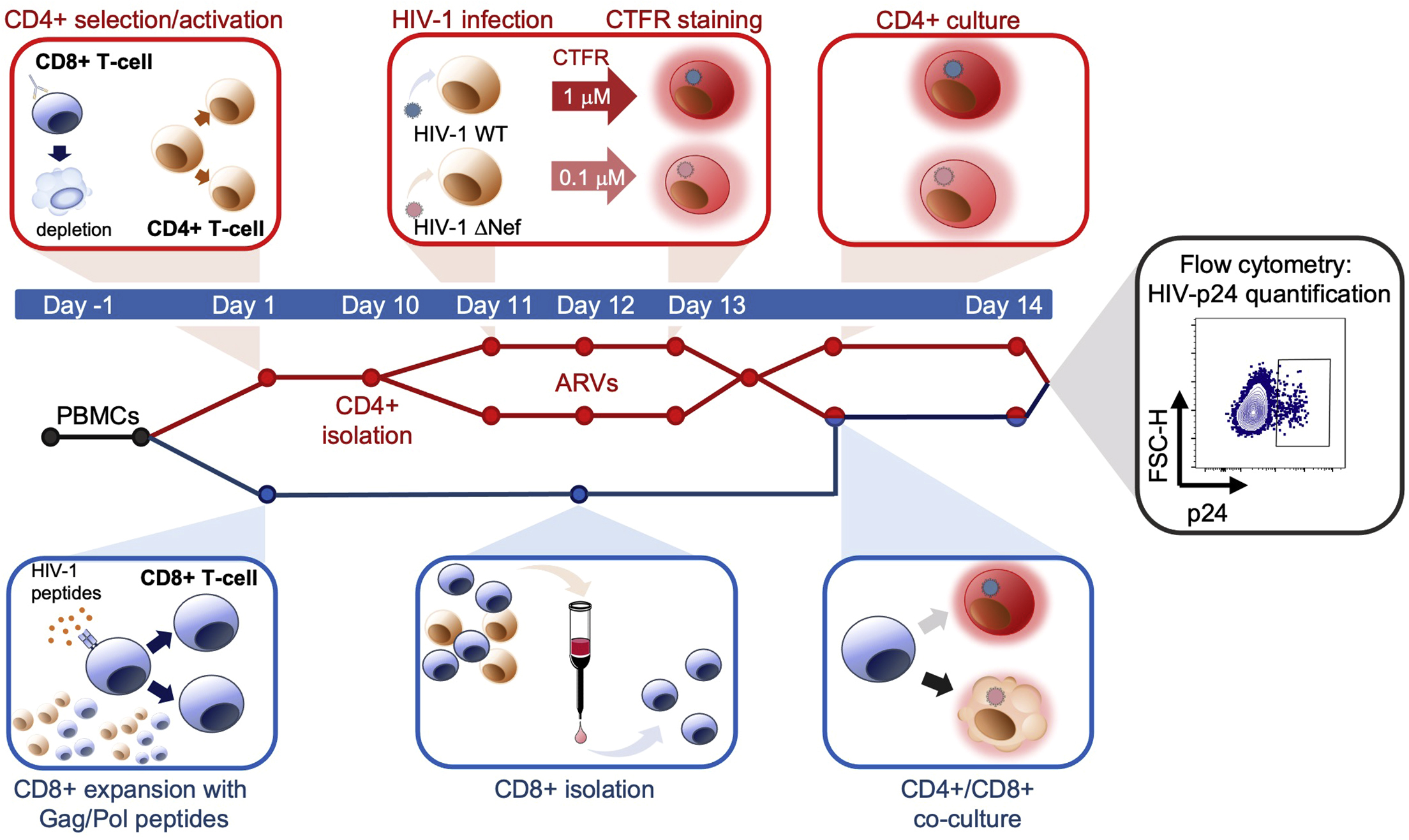 Cell Press: STAR Protocols