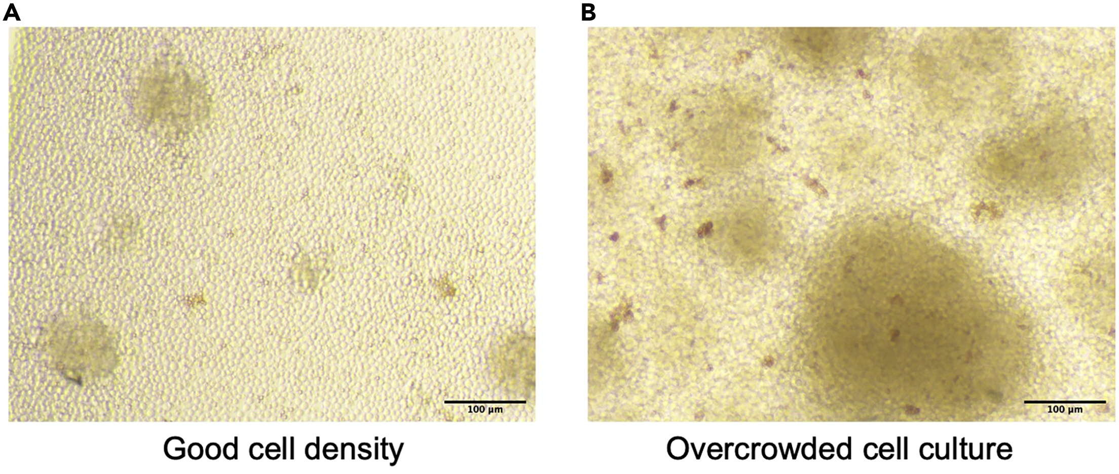 Cell Press: STAR Protocols