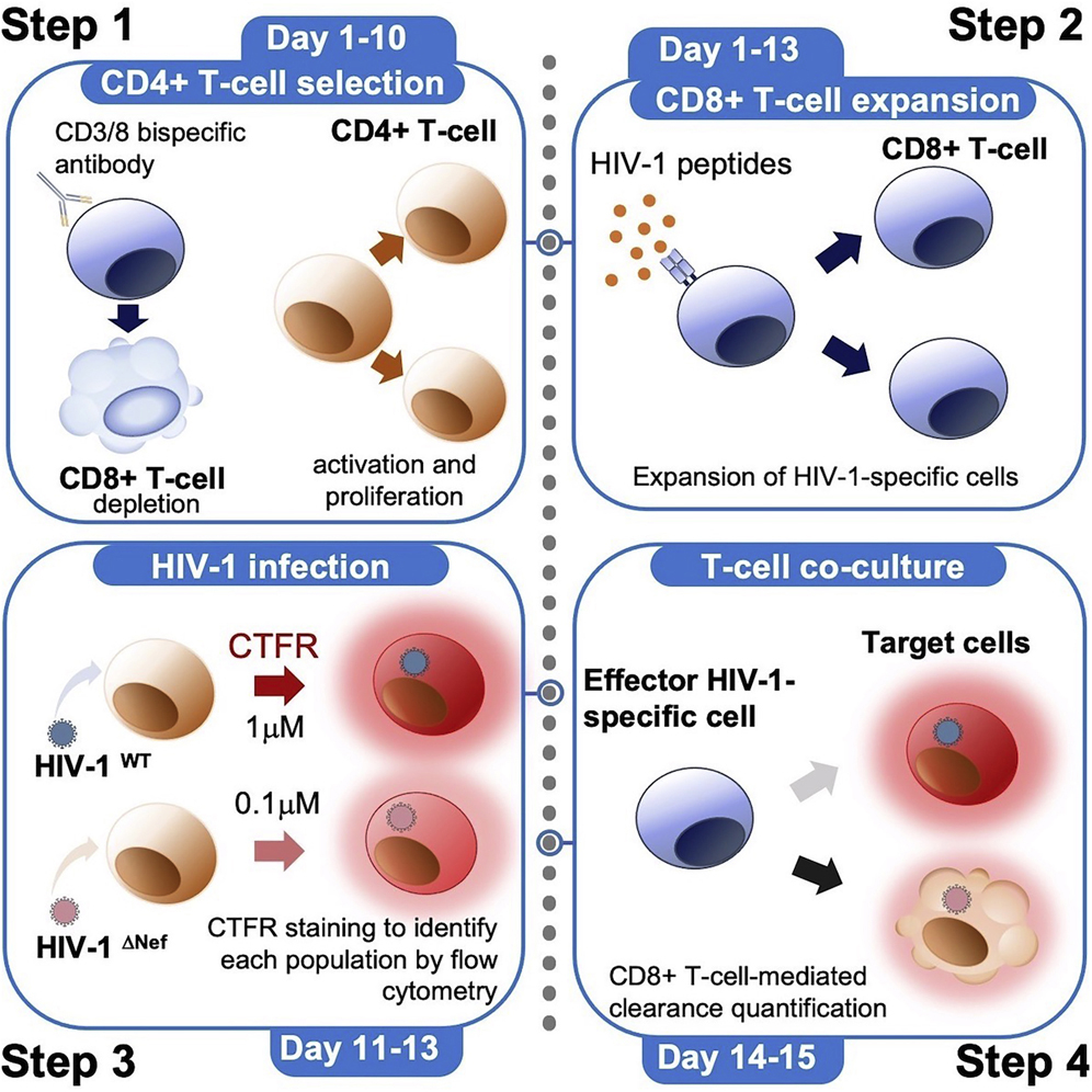 Cell Press: STAR Protocols