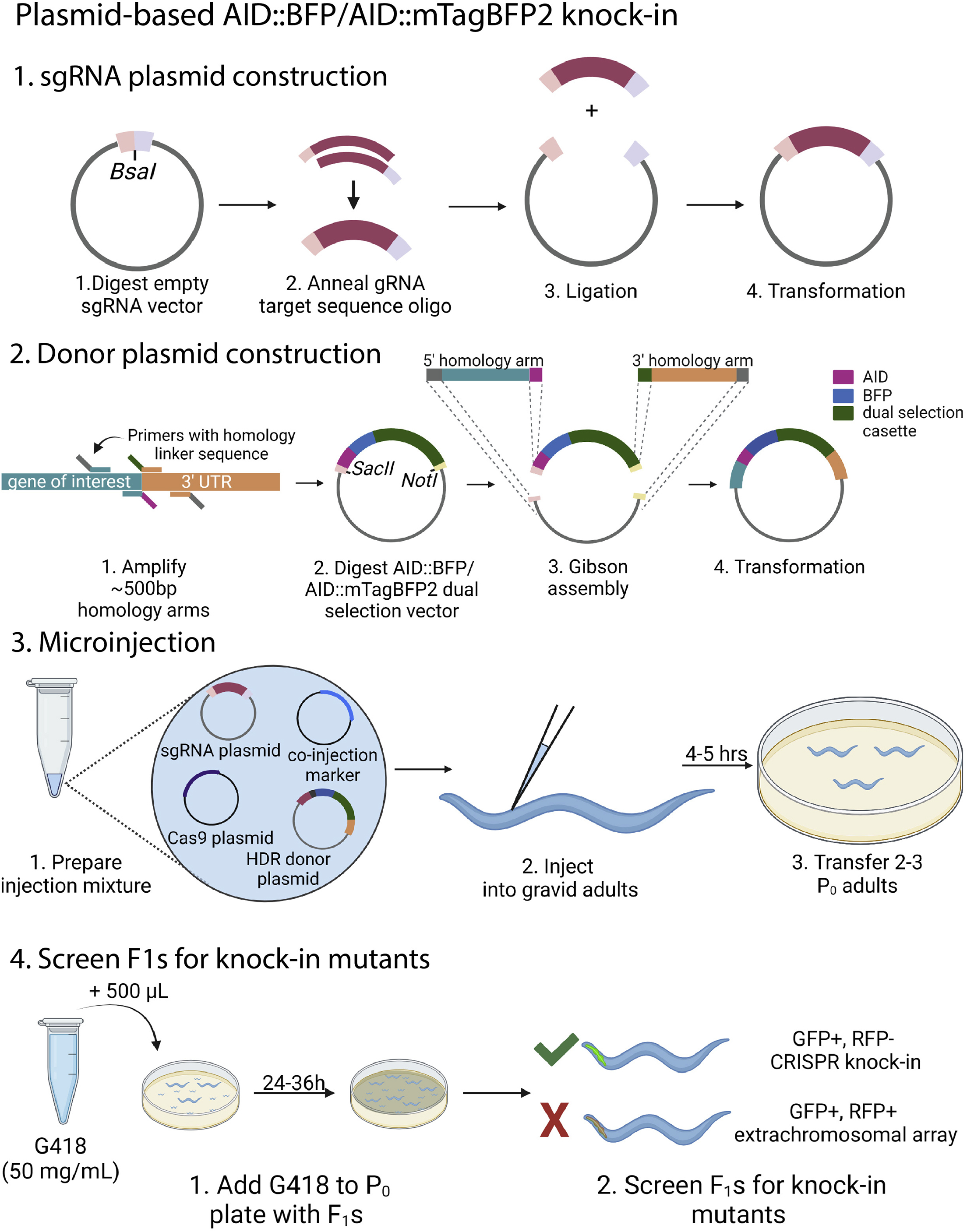 Cell Press: STAR Protocols