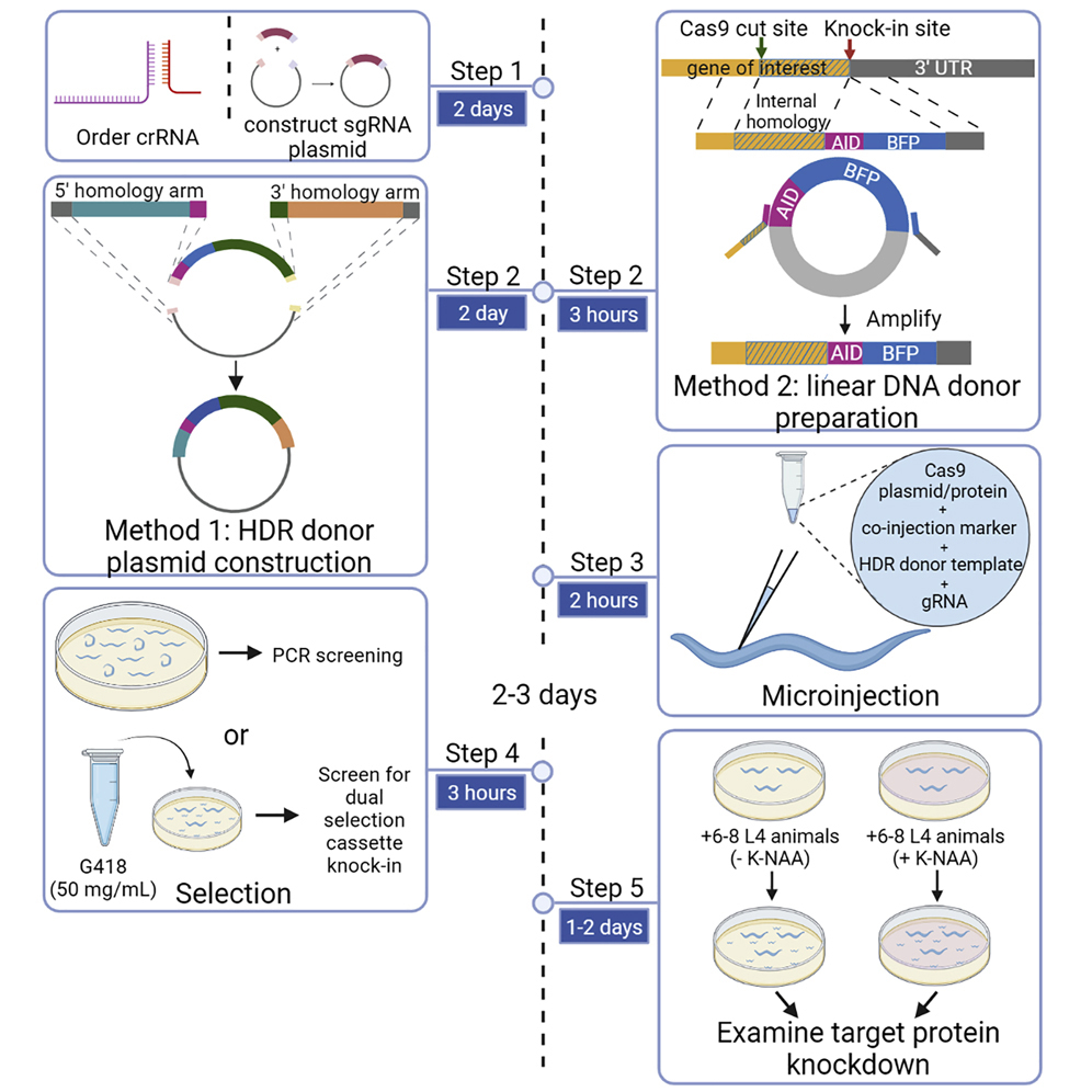 Cell Press: STAR Protocols