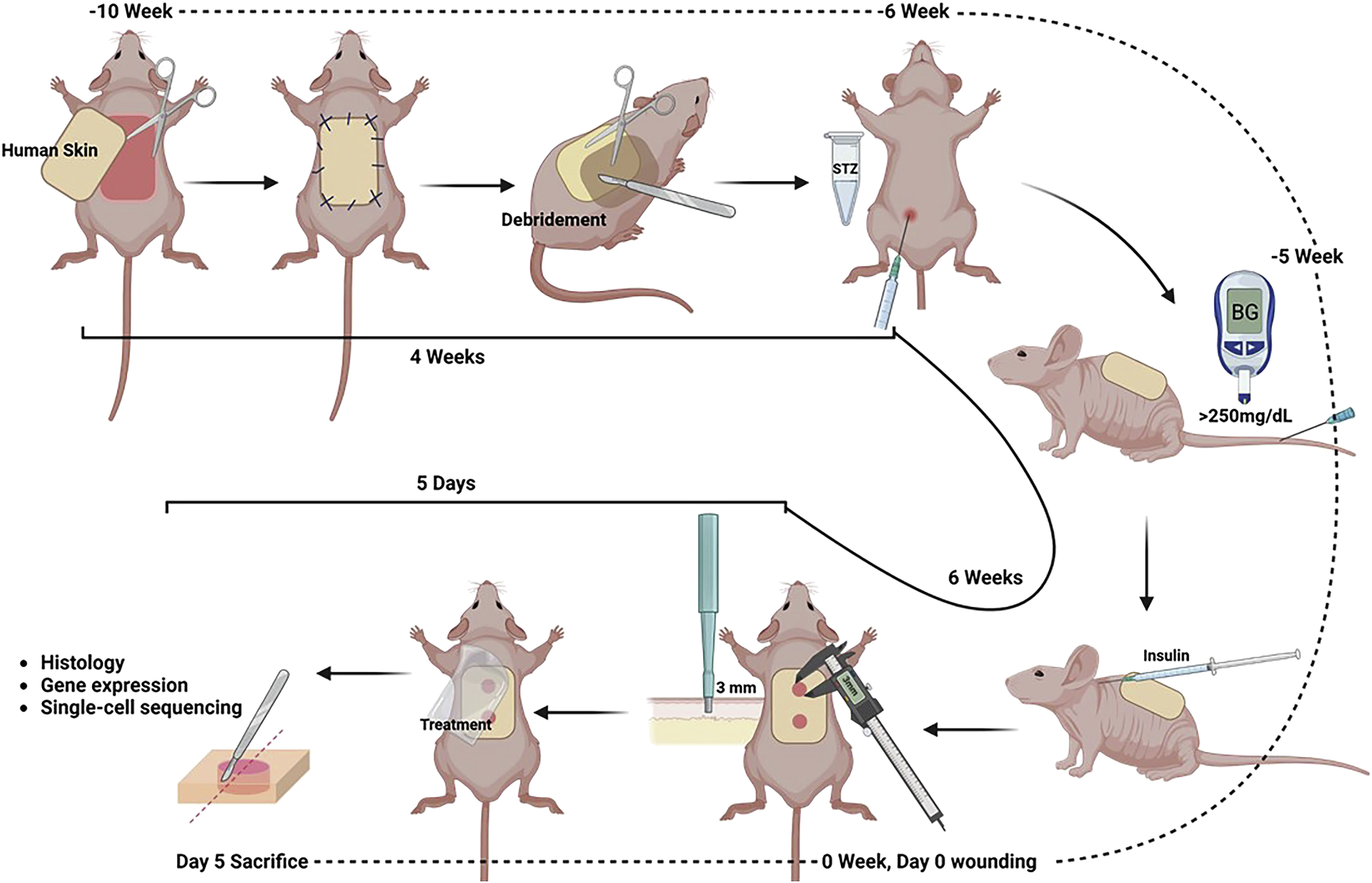 Cell Press: STAR Protocols